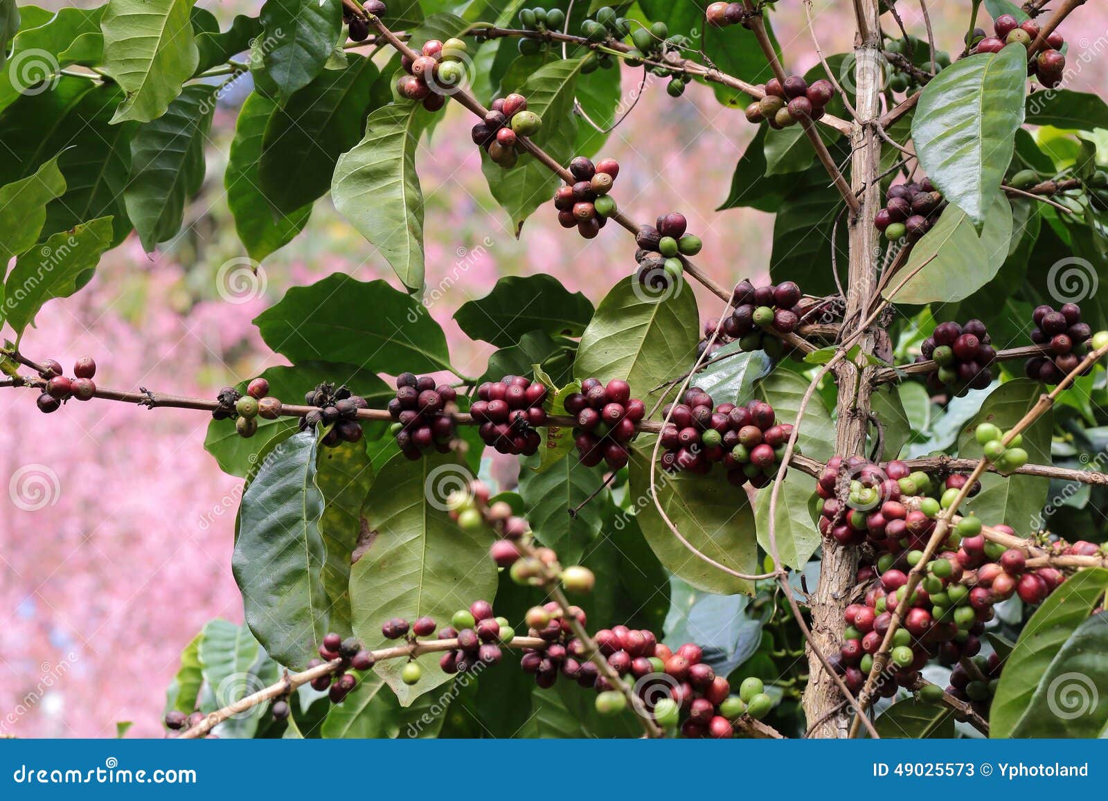Coffee tree stock image. Image of berry, plant, nature - 49025573