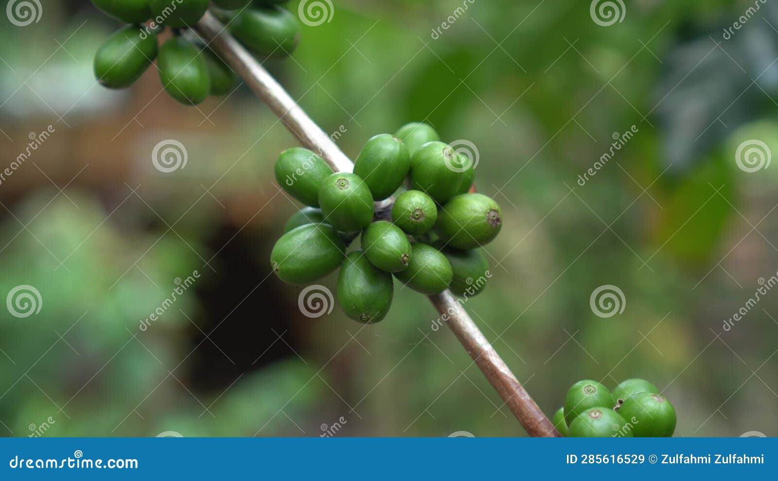 Coffee Tree with Green Cherry Beans in the Farm. Stock Video - Video of beans, arabica: 285616529