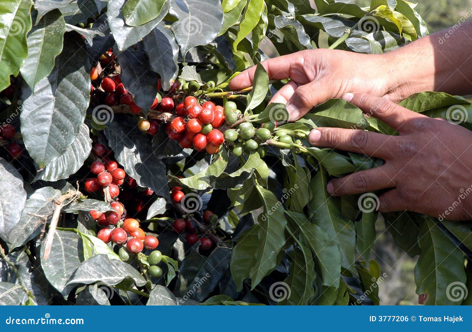 Coffee Tree And Tree Himalayan Cherry Blossom Beautiful On Mountain ...