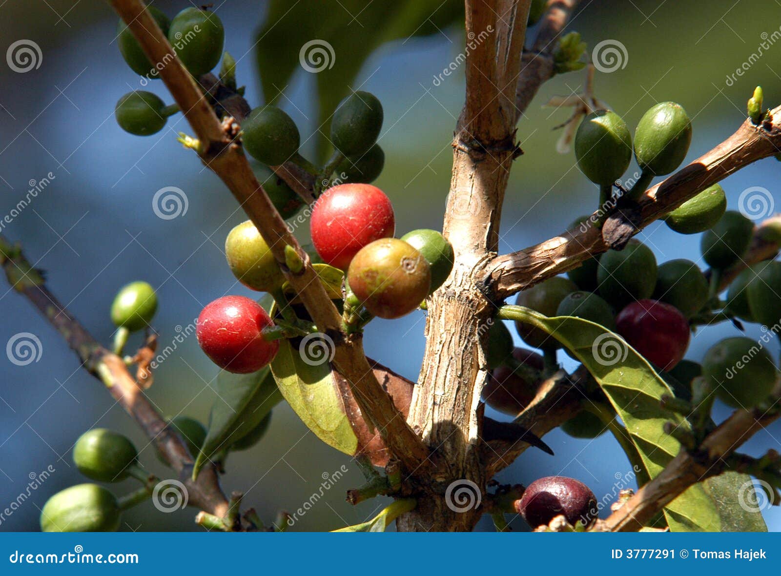 Coffee Tree And Tree Himalayan Cherry Blossom Beautiful On Mountain ...
