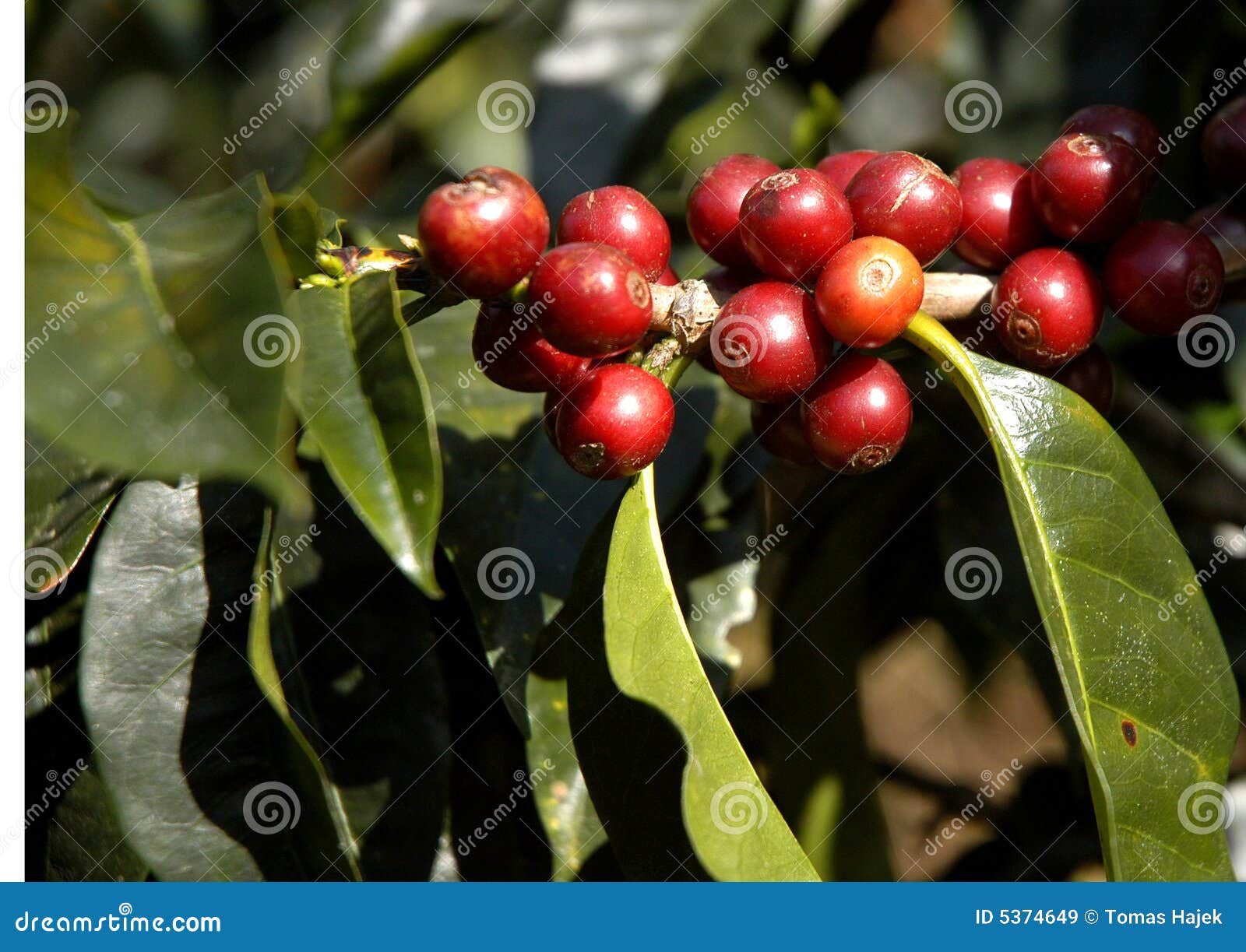 Coffee Tree And Tree Himalayan Cherry Blossom Beautiful On Mountain ...
