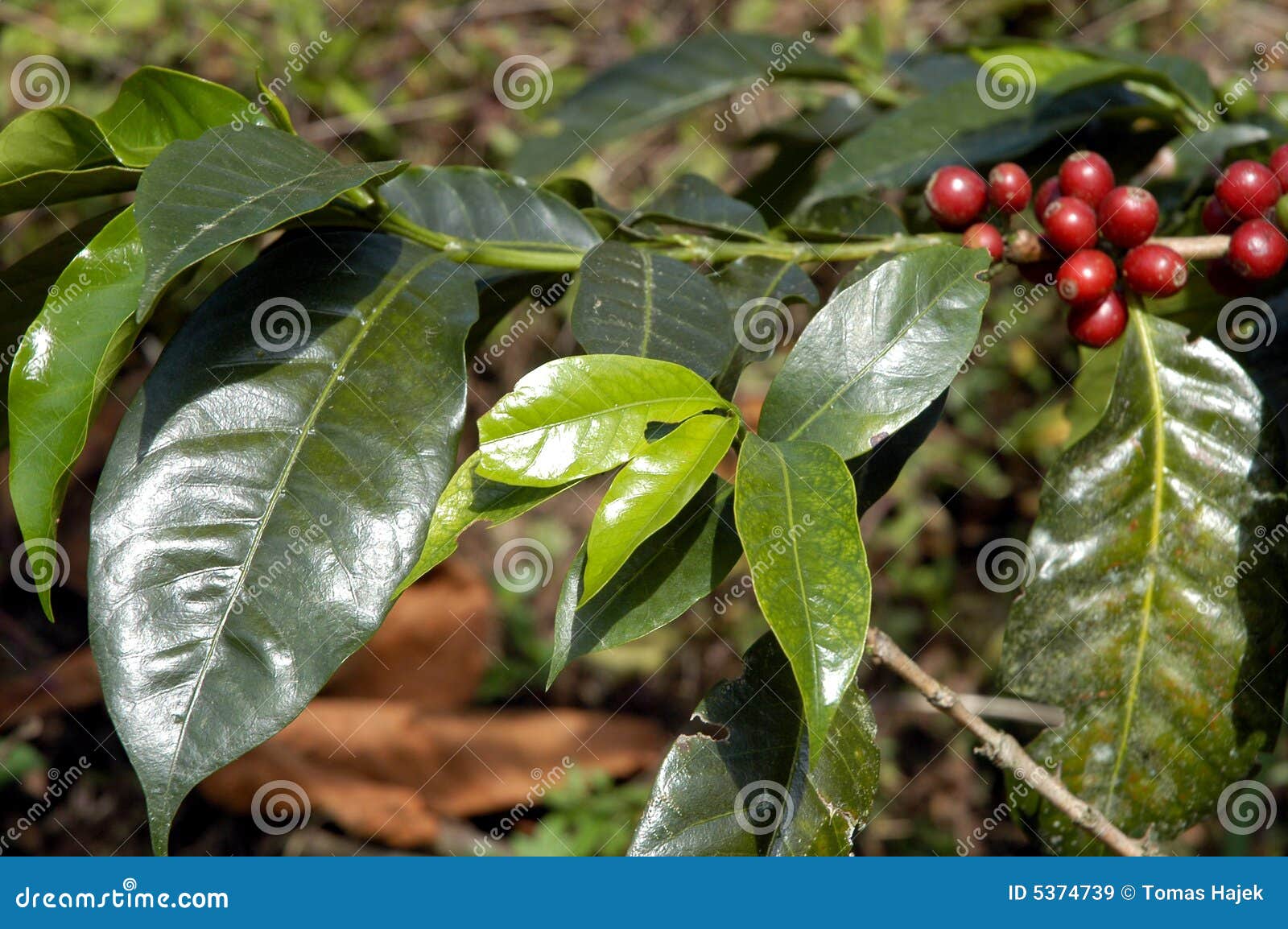 Coffee-tree, Guatemala 18 stock image. Image of seeds - 5374739