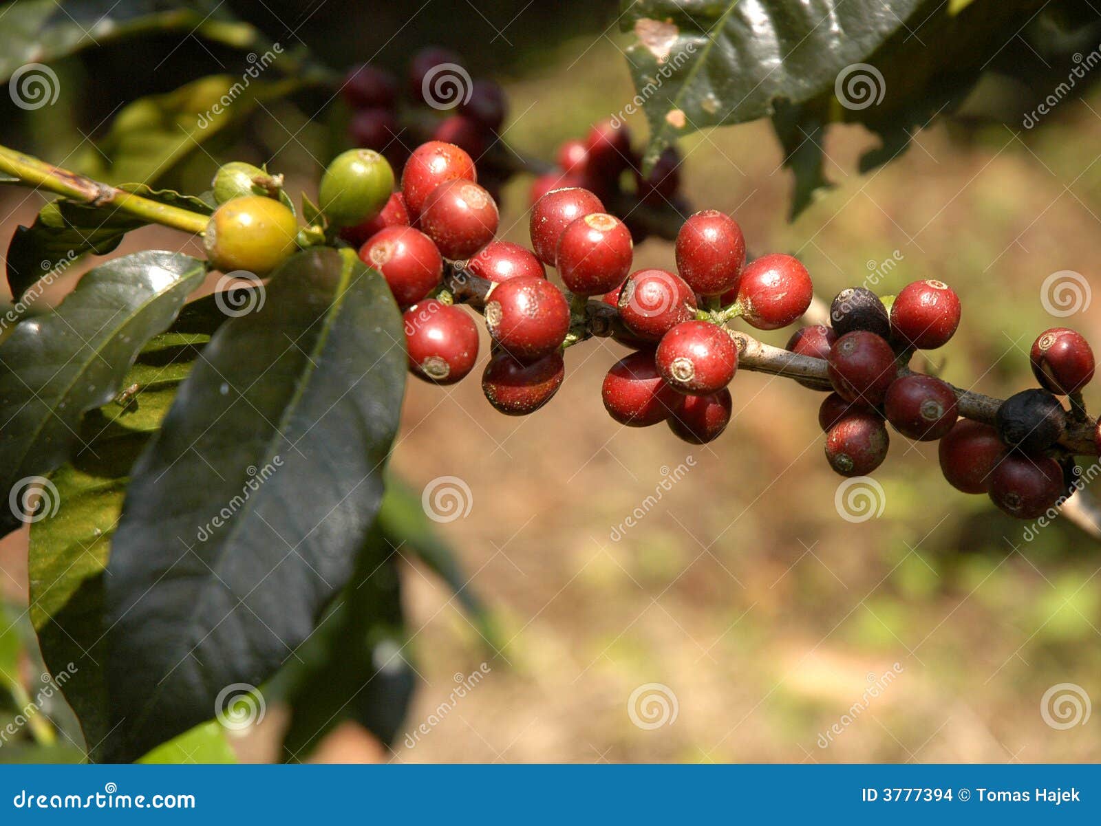 Coffee Tree And Tree Himalayan Cherry Blossom Beautiful On Mountain ...