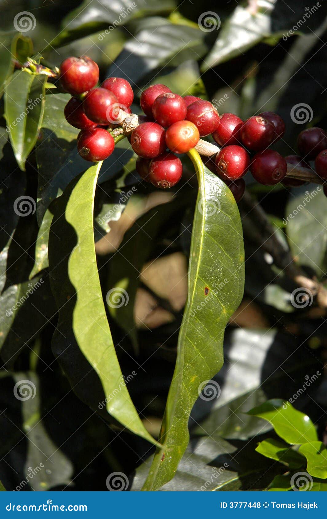 Coffee Tree And Tree Himalayan Cherry Blossom Beautiful On Mountain ...