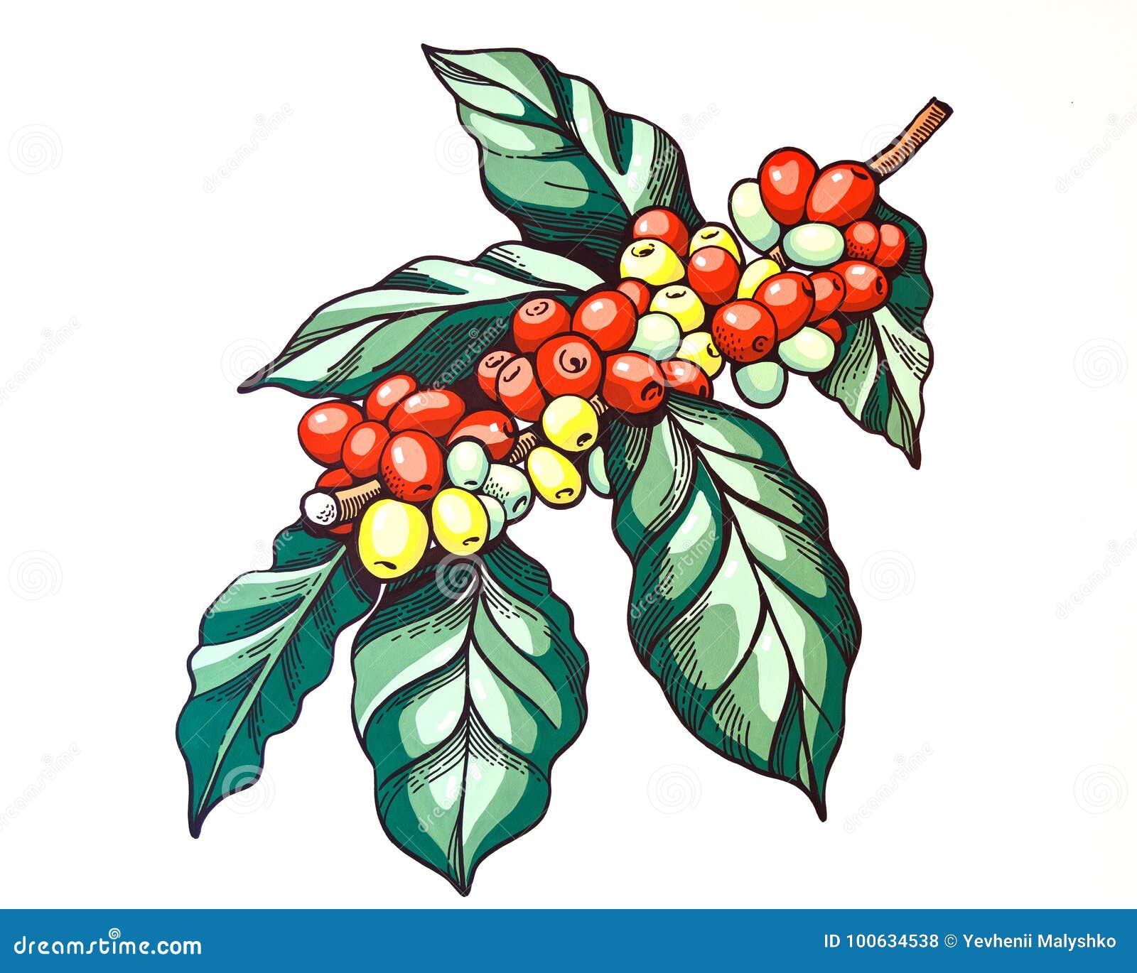 Coffee Tree stock illustration. Illustration of fresh - 100634538