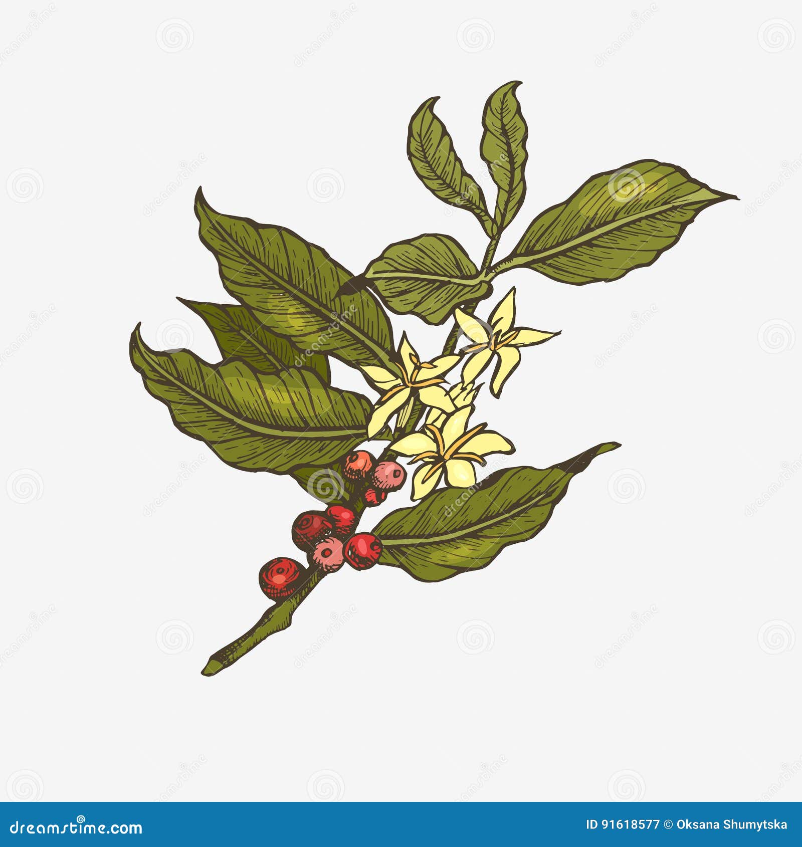 Coffee tree illustration. stock vector. Illustration of coffee - 91618577