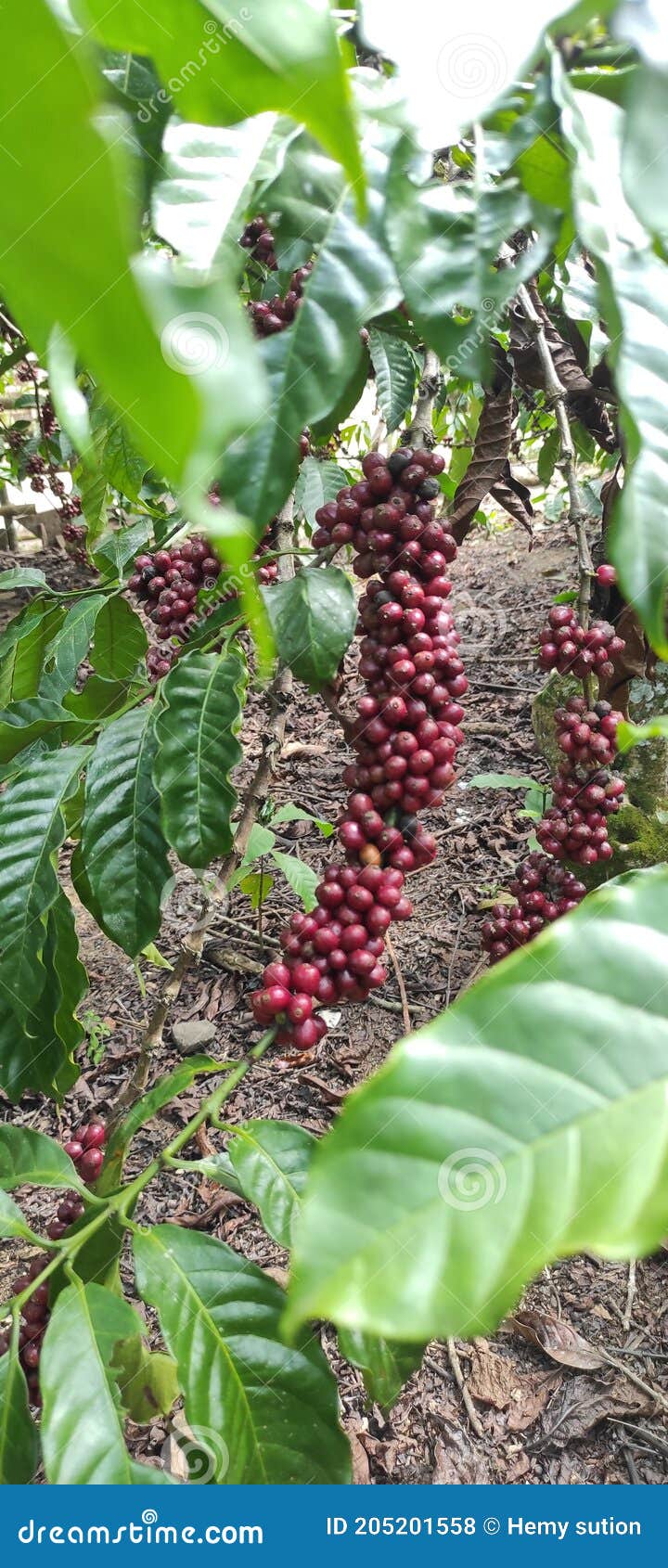 Coffee tree indonesian stock photo. Image of branch - 205201558