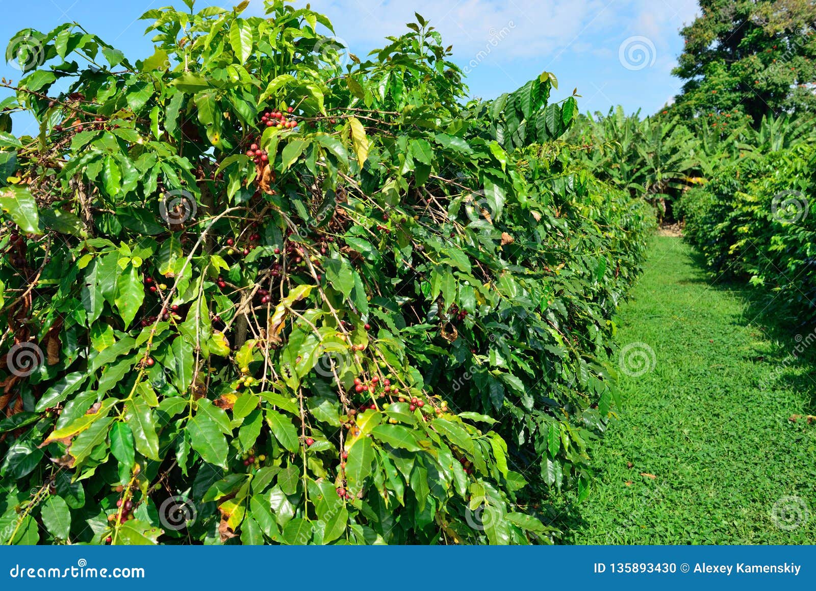 Coffee Tree Loaded with Ripe Coffee Fruit in Hawaii Stock Photo - Image ...