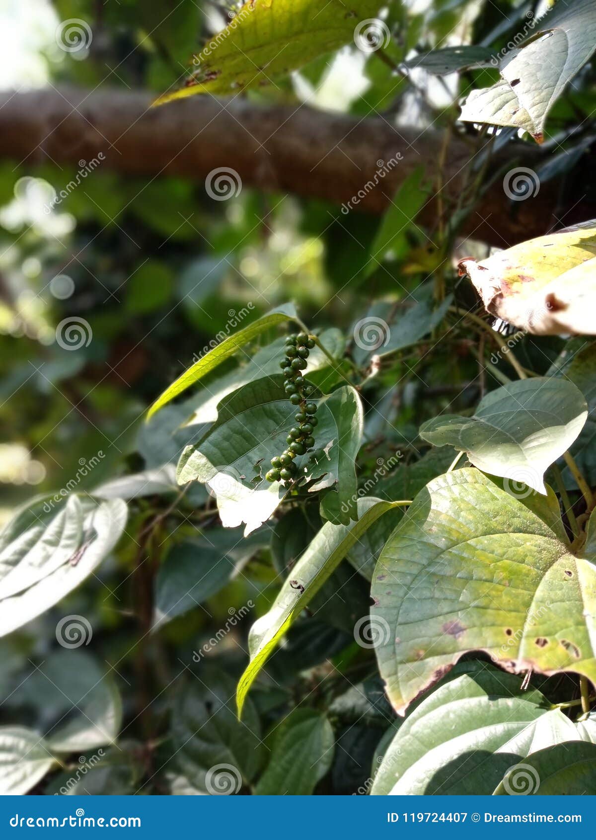Coffee tree stock image. Image of tree, coffee, unfolded - 119724407