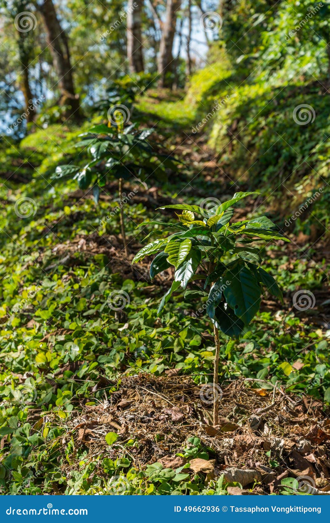 Coffee Tree Plantation Farm Stock Photo - Image of crop, small: 49662936