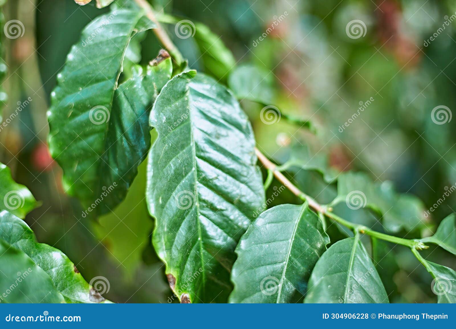 Coffee Tree in Coffee Plantation on the Mountain Stock Photo - Image of ...