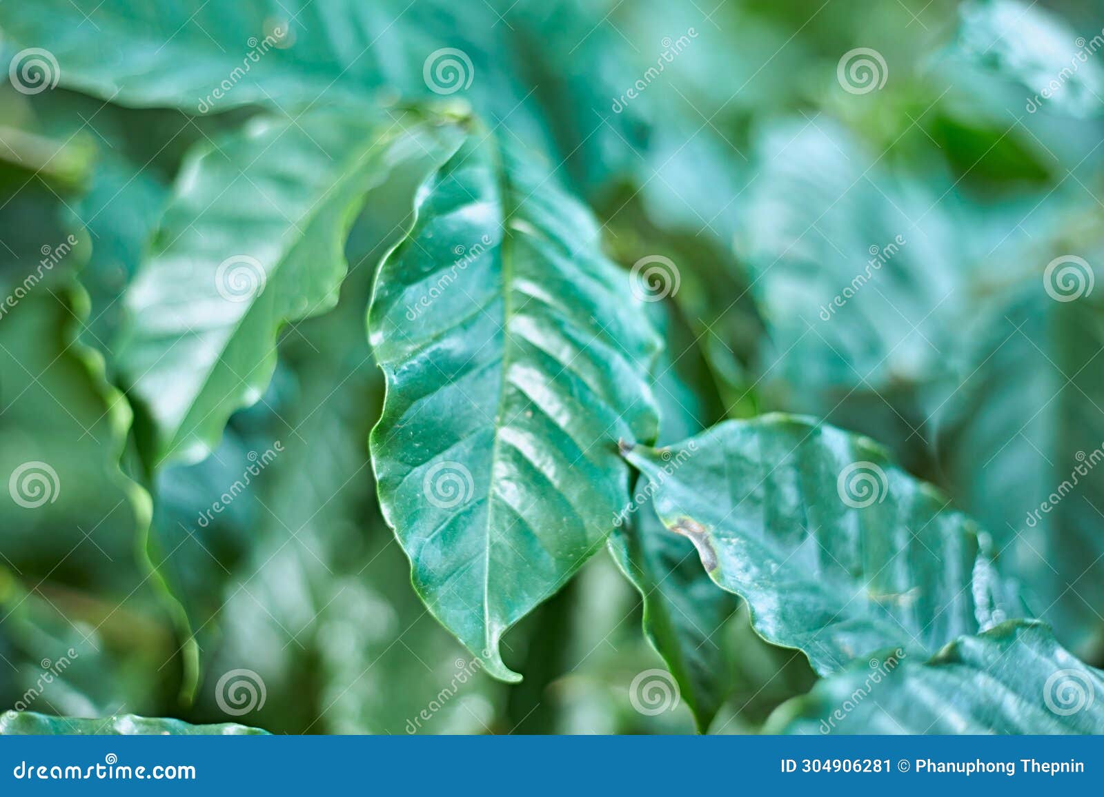 Coffee Tree in Coffee Plantation on the Mountain Stock Image - Image of ...