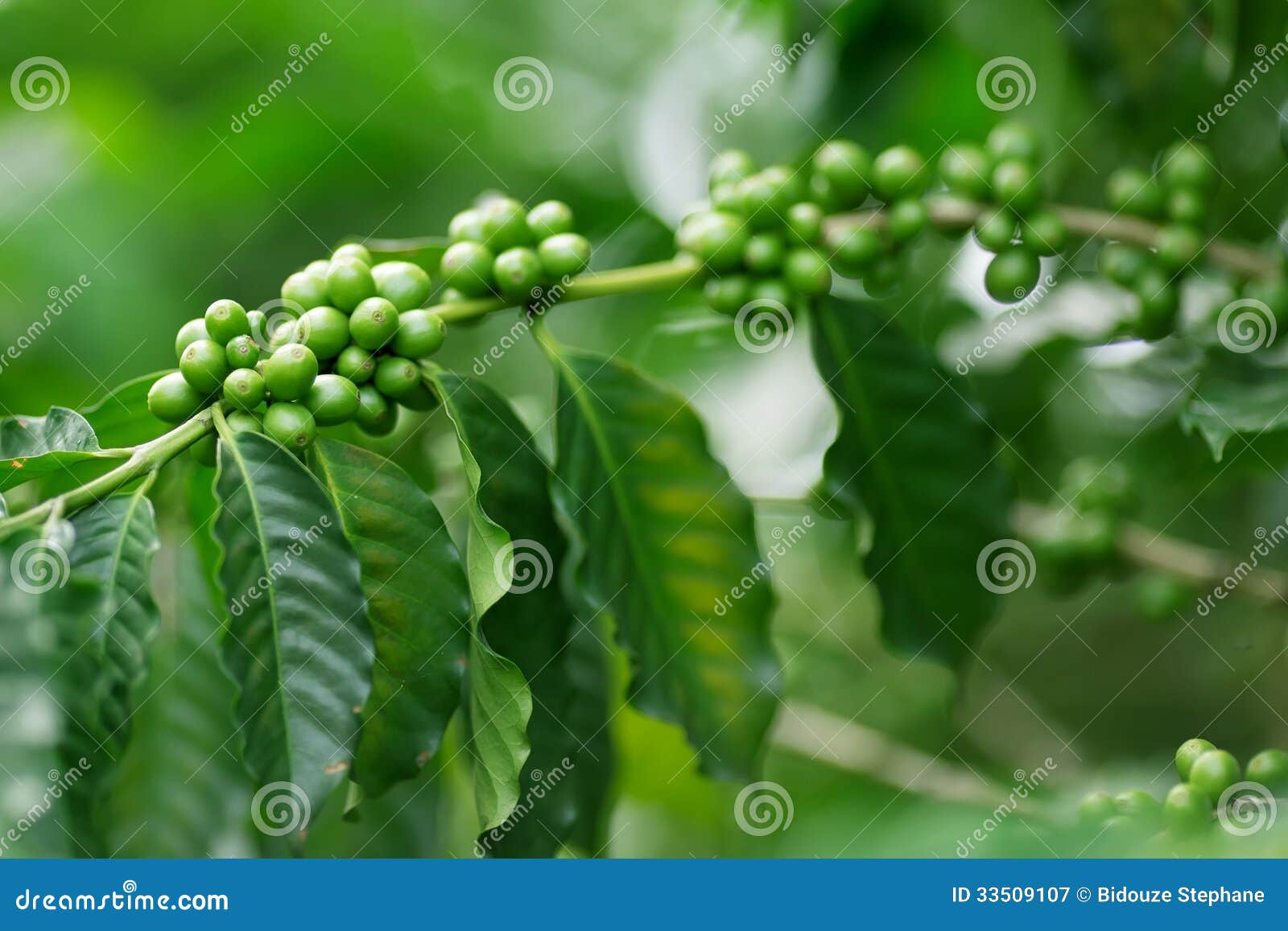 Coffee tree plantation stock image. Image of growth, fruit - 33509107