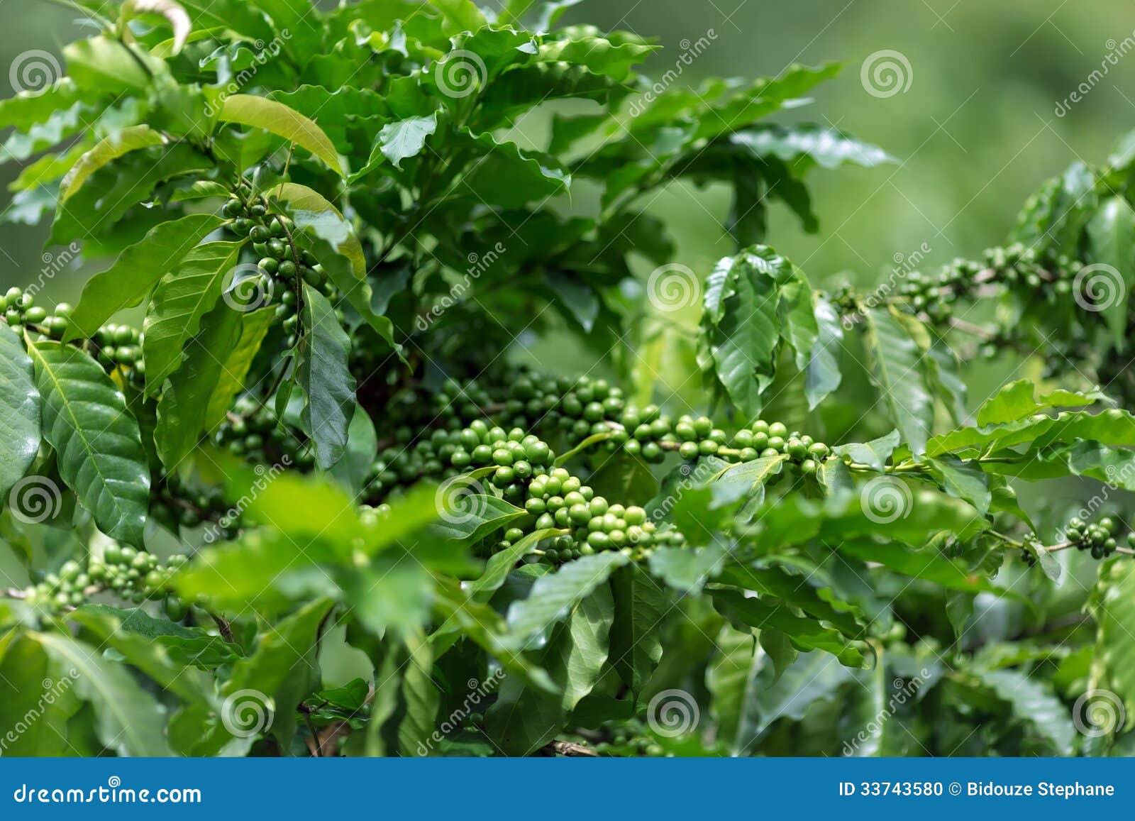 Coffee tree plantation stock photo. Image of natural - 33743580