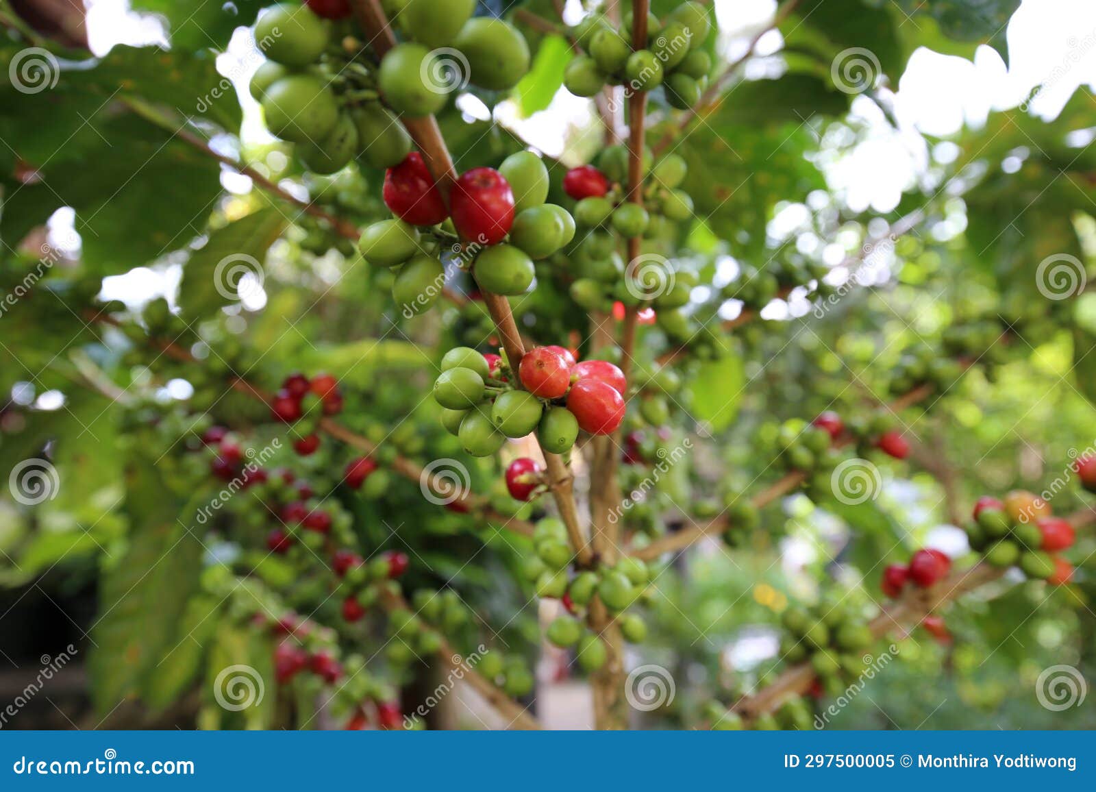 Coffee Tree with Raw Arabica Coffee Bean in Coffee Plantation Stock ...