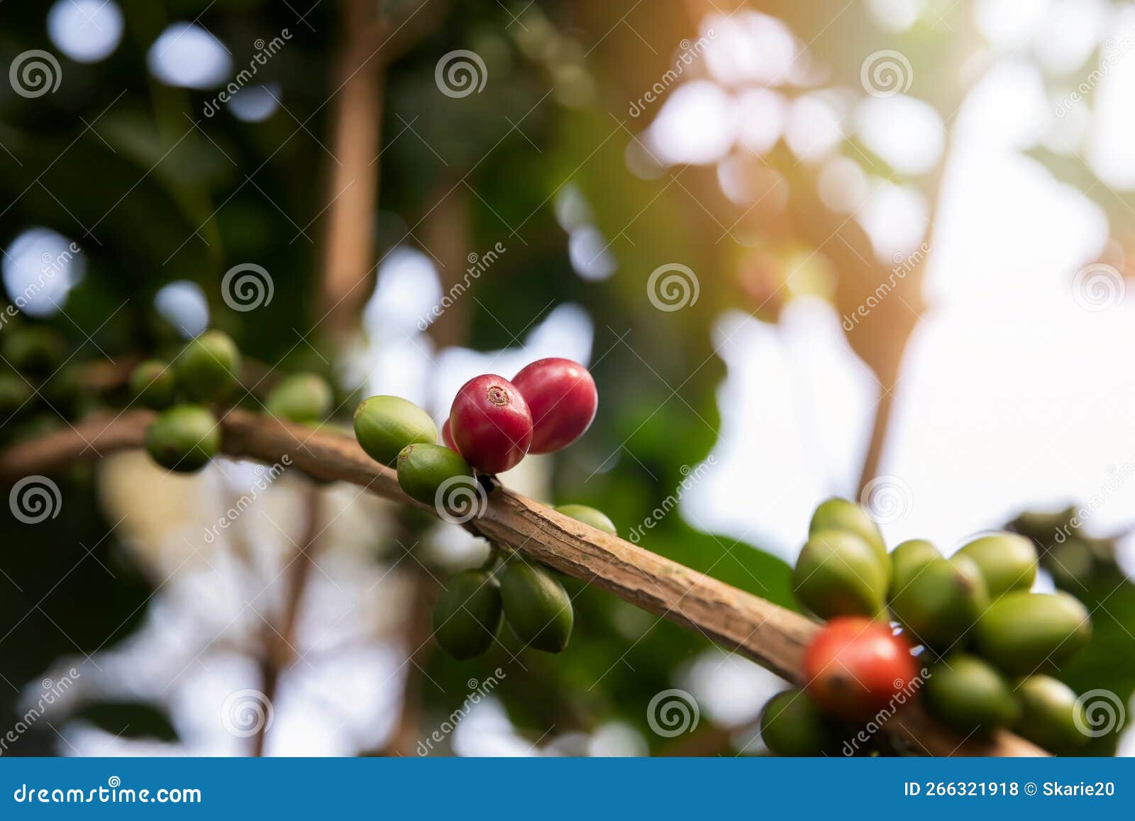 Coffee Tree with Red Coffee Berries on Cafe Plantation Stock Photo ...