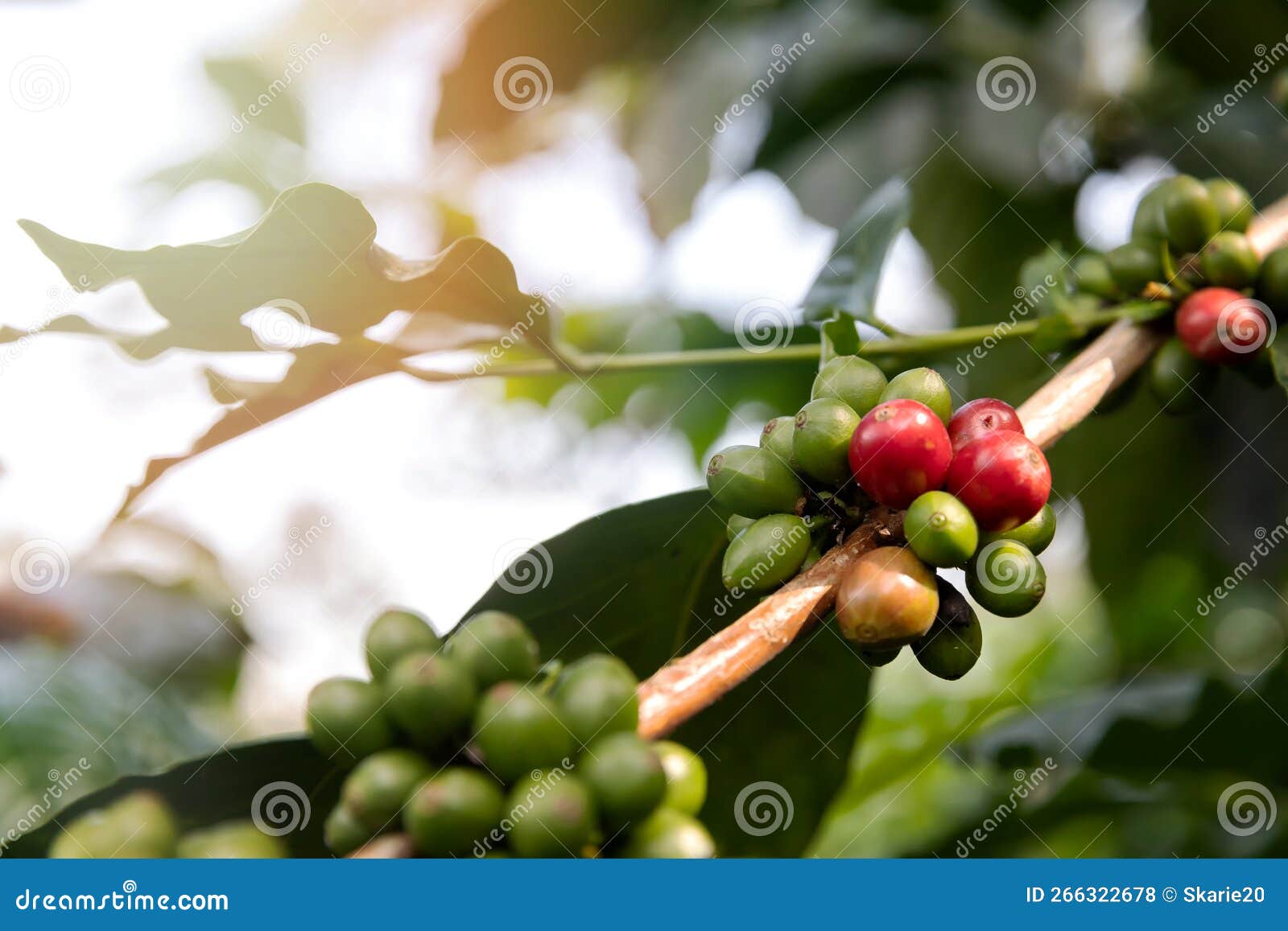 Coffee Tree with Red Coffee Berries on Cafe Plantation Stock Photo ...