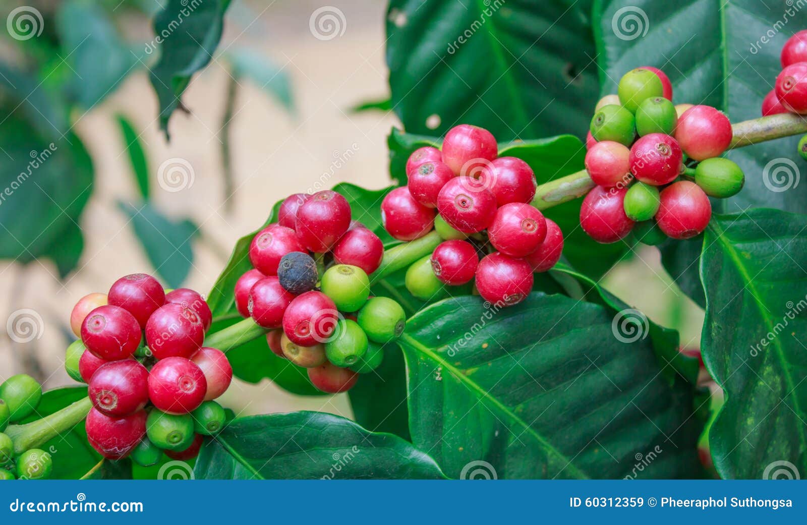 Coffee on tree stock image. Image of cultivation, trees - 60312359