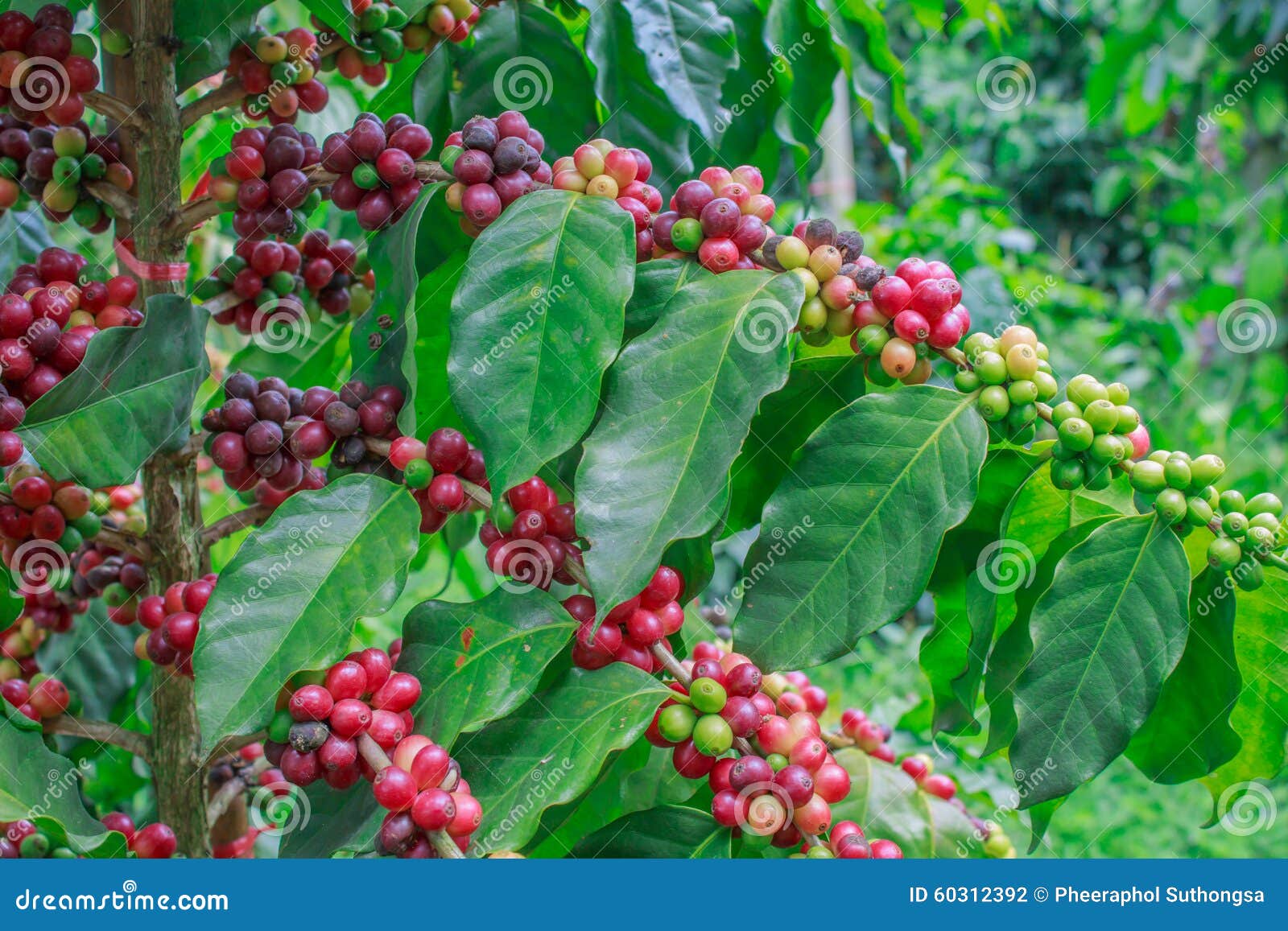 Coffee on tree stock photo. Image of nature, growing - 60312392