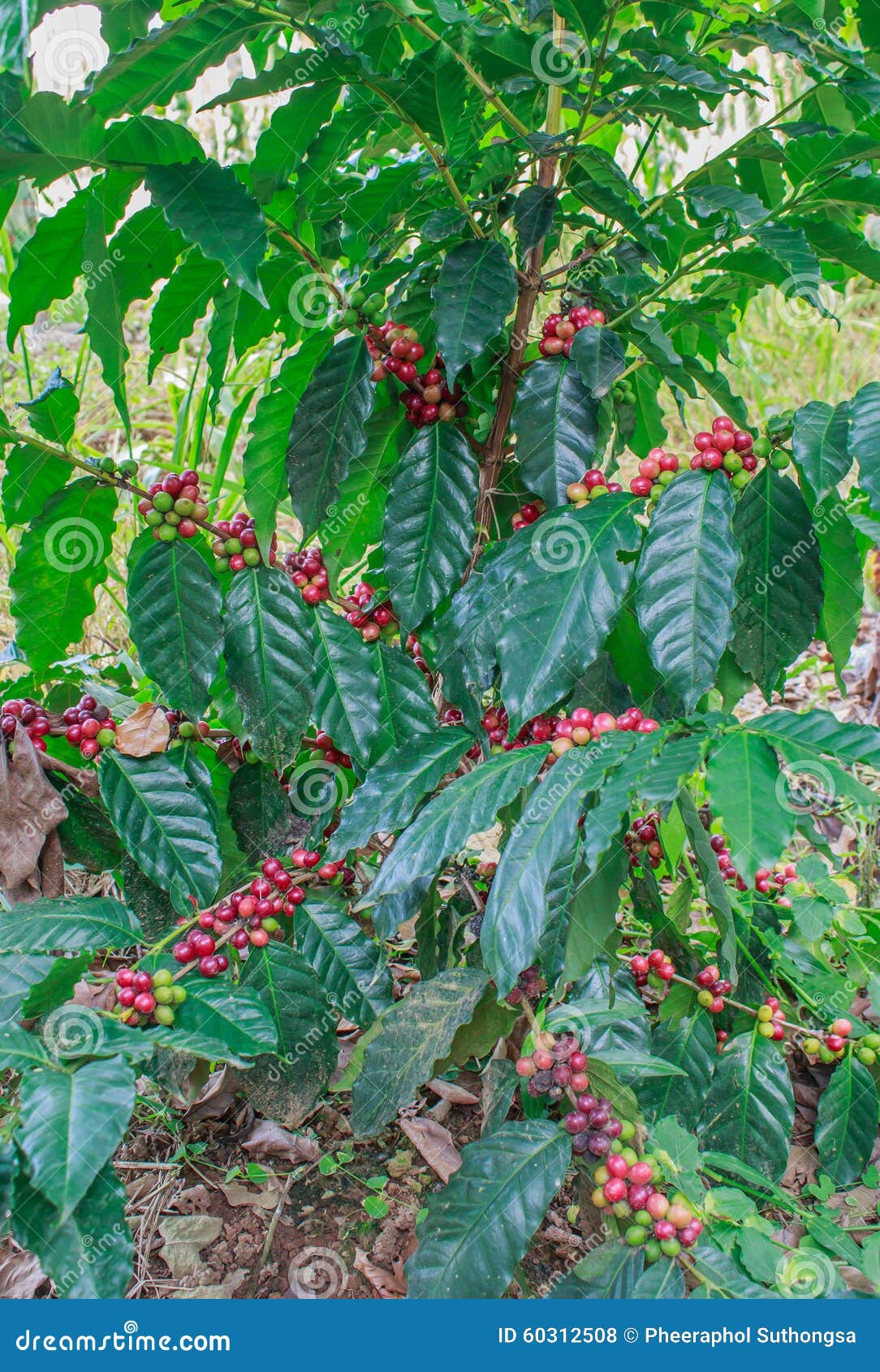 Coffee on tree stock photo. Image of plantation, caffeine - 60312508