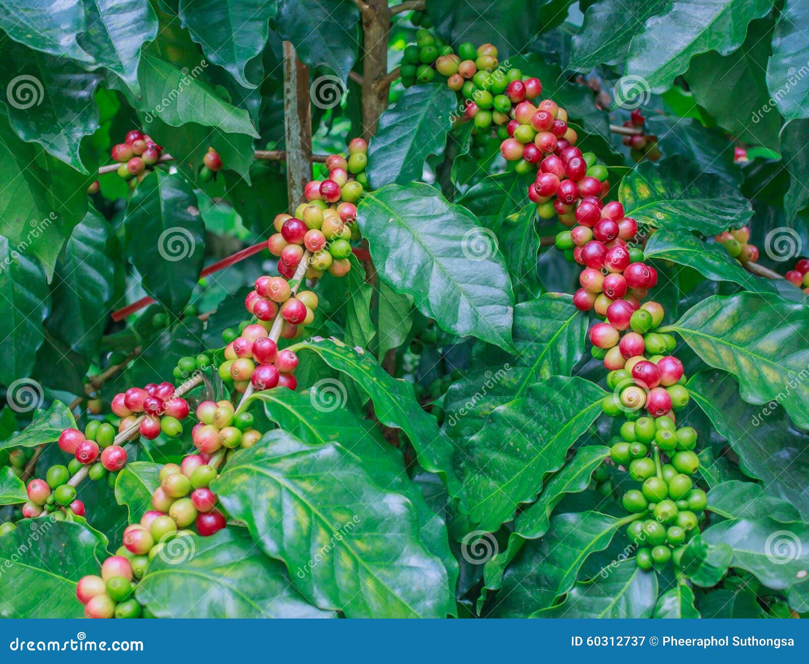 Coffee on tree stock image. Image of unripe, cultivate - 60312737