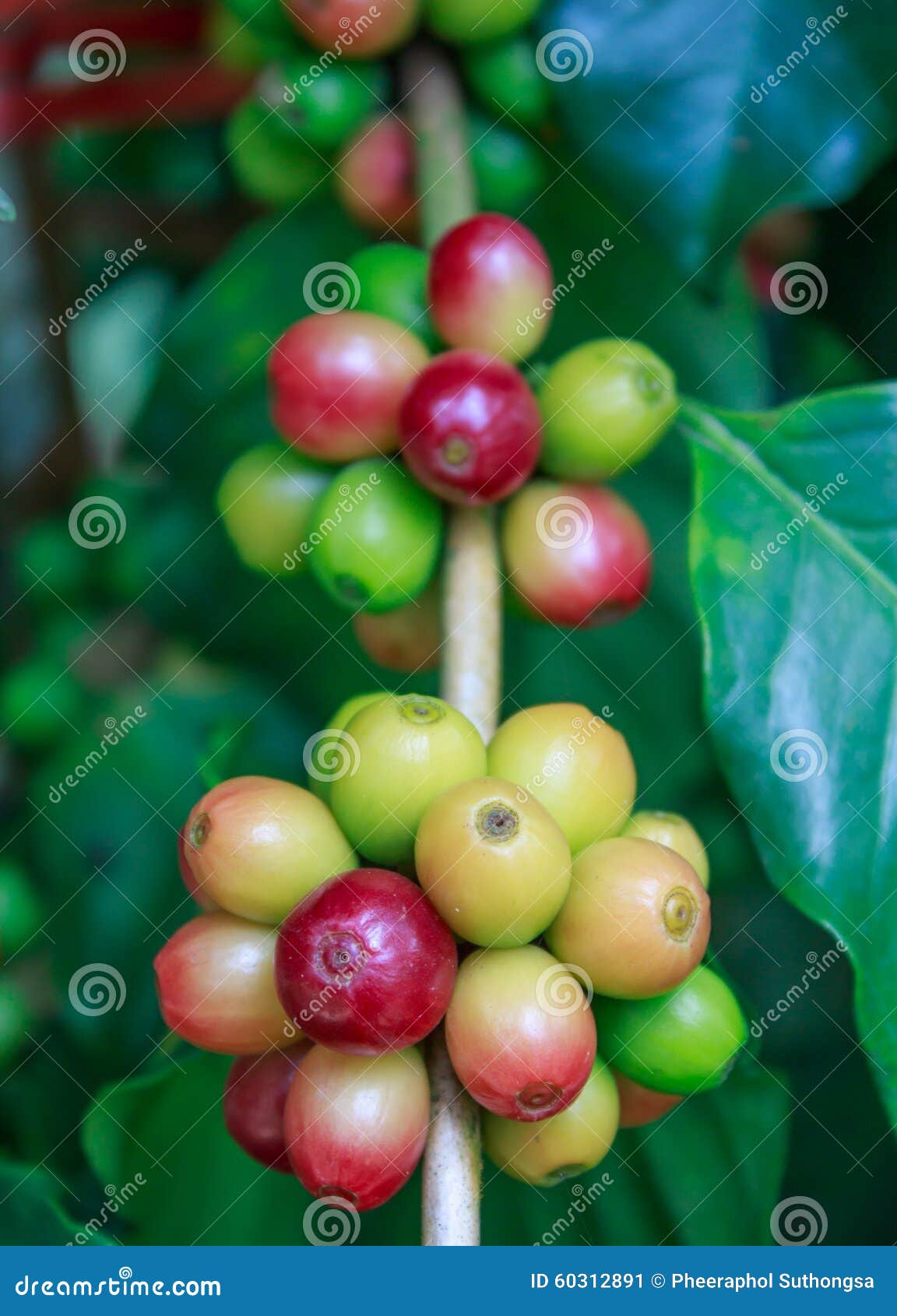 Coffee on tree stock image. Image of farm, nature, caffeine - 60312891