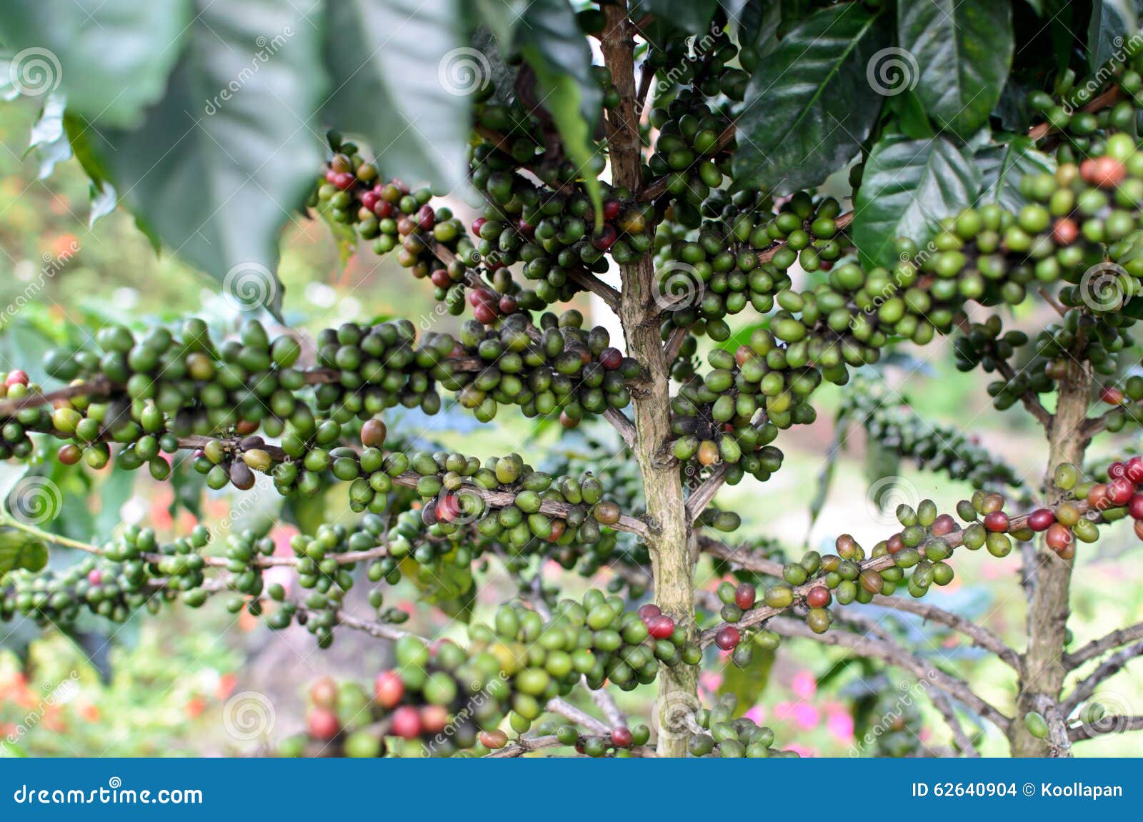 Coffee tree with ripe stock photo. Image of thailand - 62640904