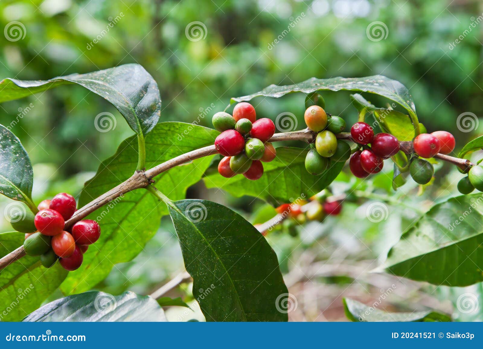 Coffee Tree with Ripe Berries Stock Image - Image of green, organic ...