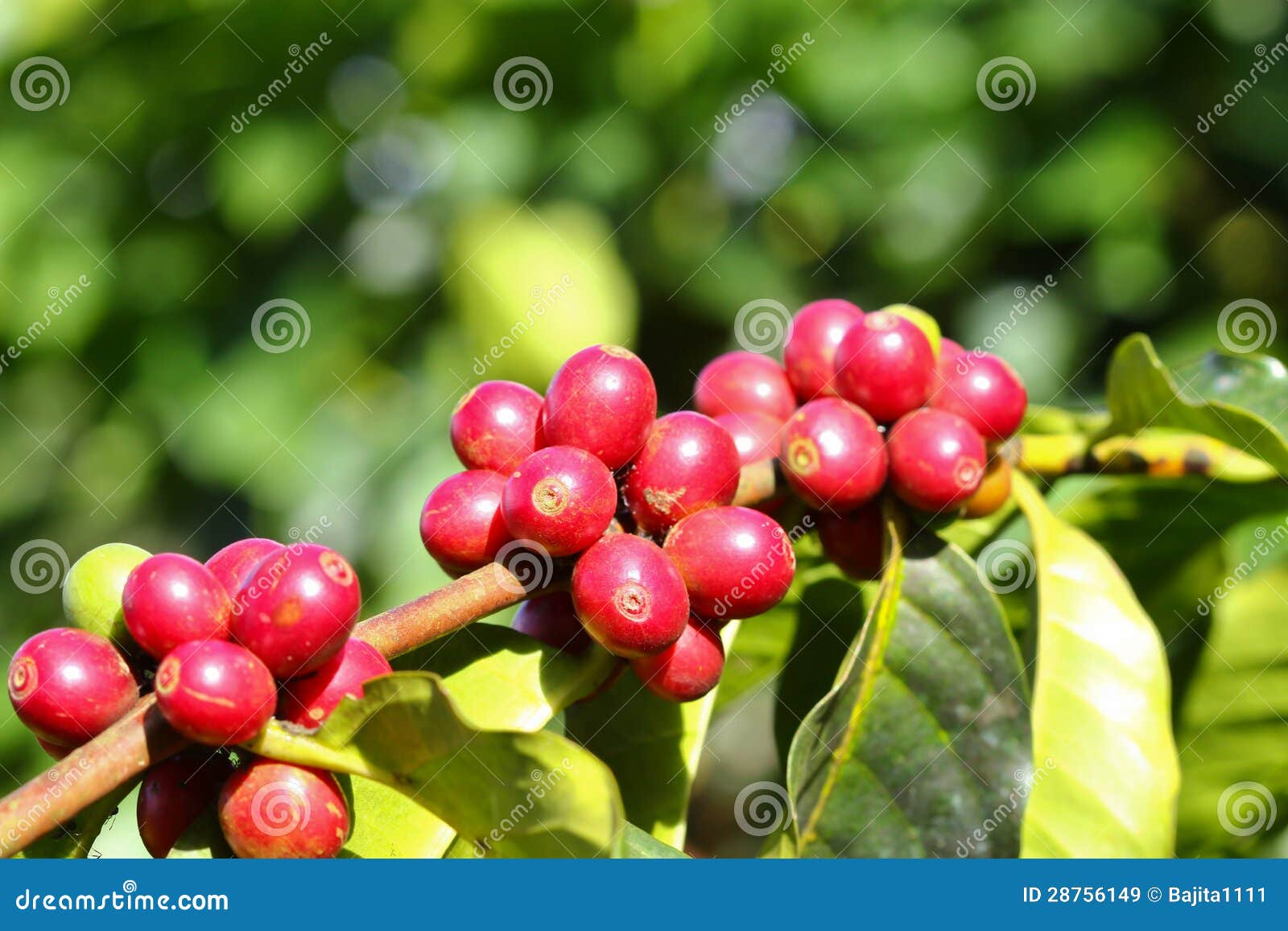 Coffee Tree with Ripe Berries on Farm Stock Image - Image of beverage ...