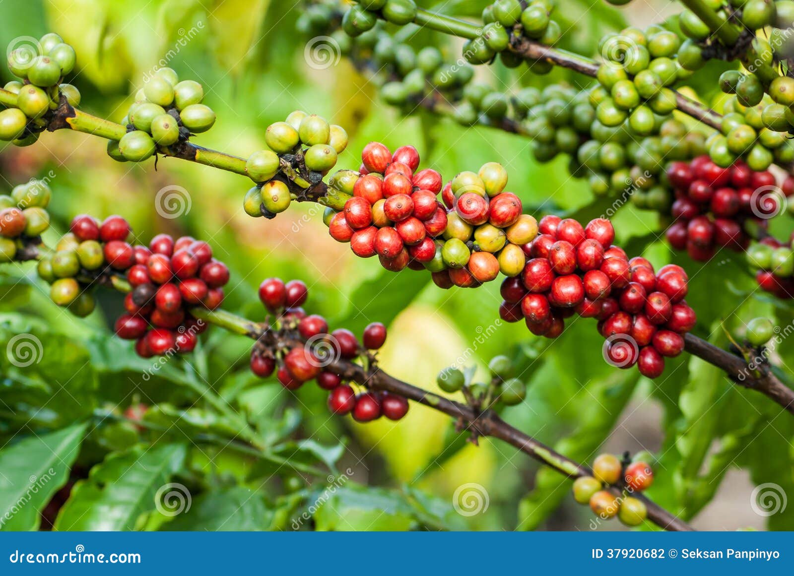 Coffee Tree with Ripe Berries Stock Photo - Image of hand, food: 37920682
