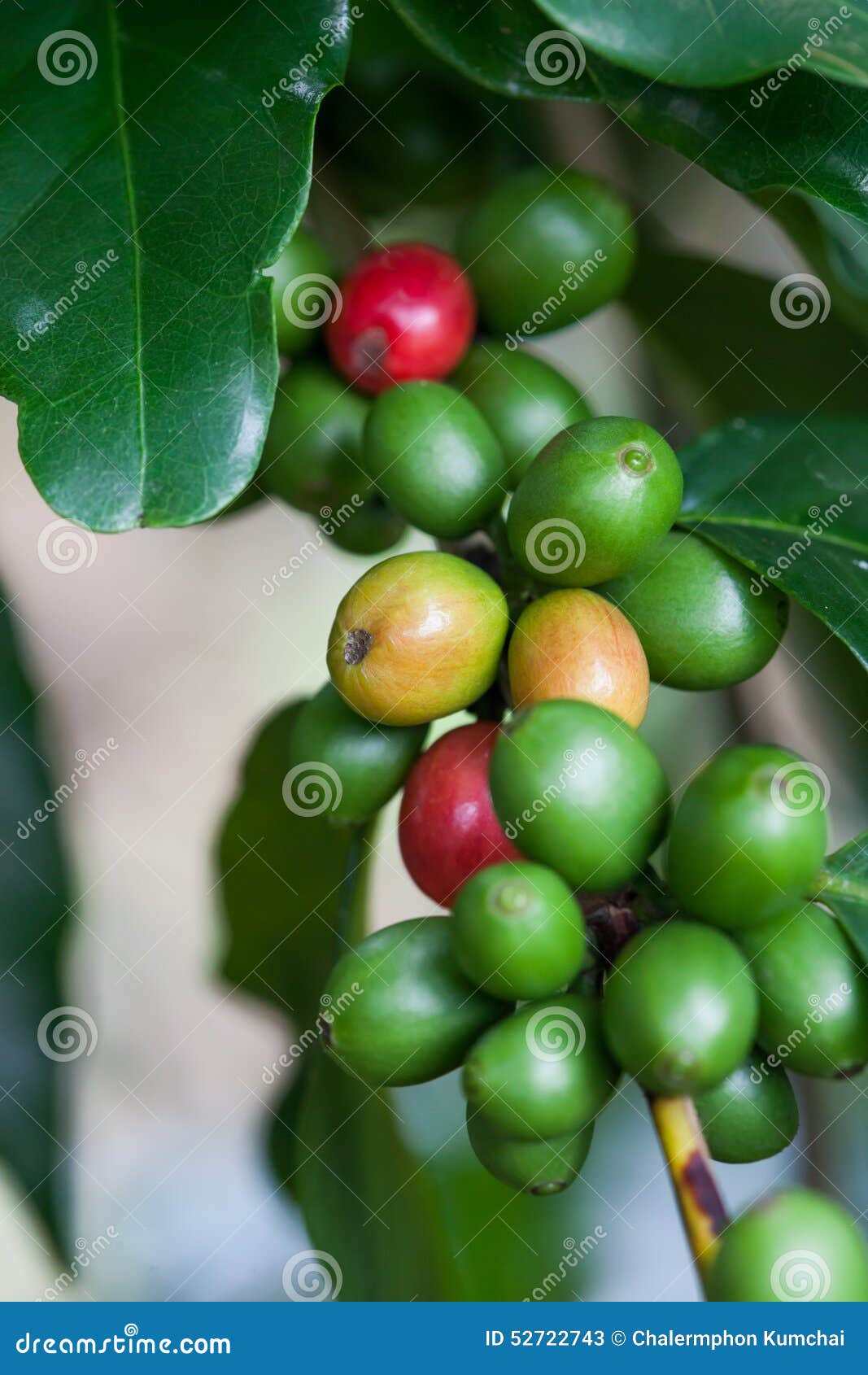 Coffee Tree with Ripe Berries on Farm Stock Image - Image of growth ...