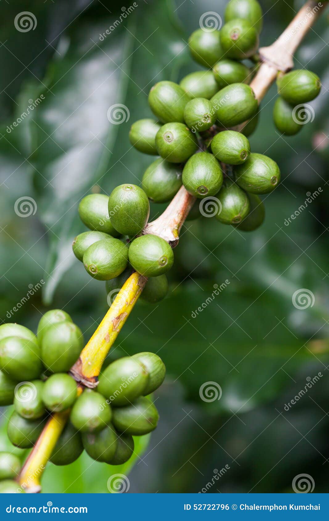 Coffee Tree with Ripe Berries on Farm Stock Photo - Image of growth ...