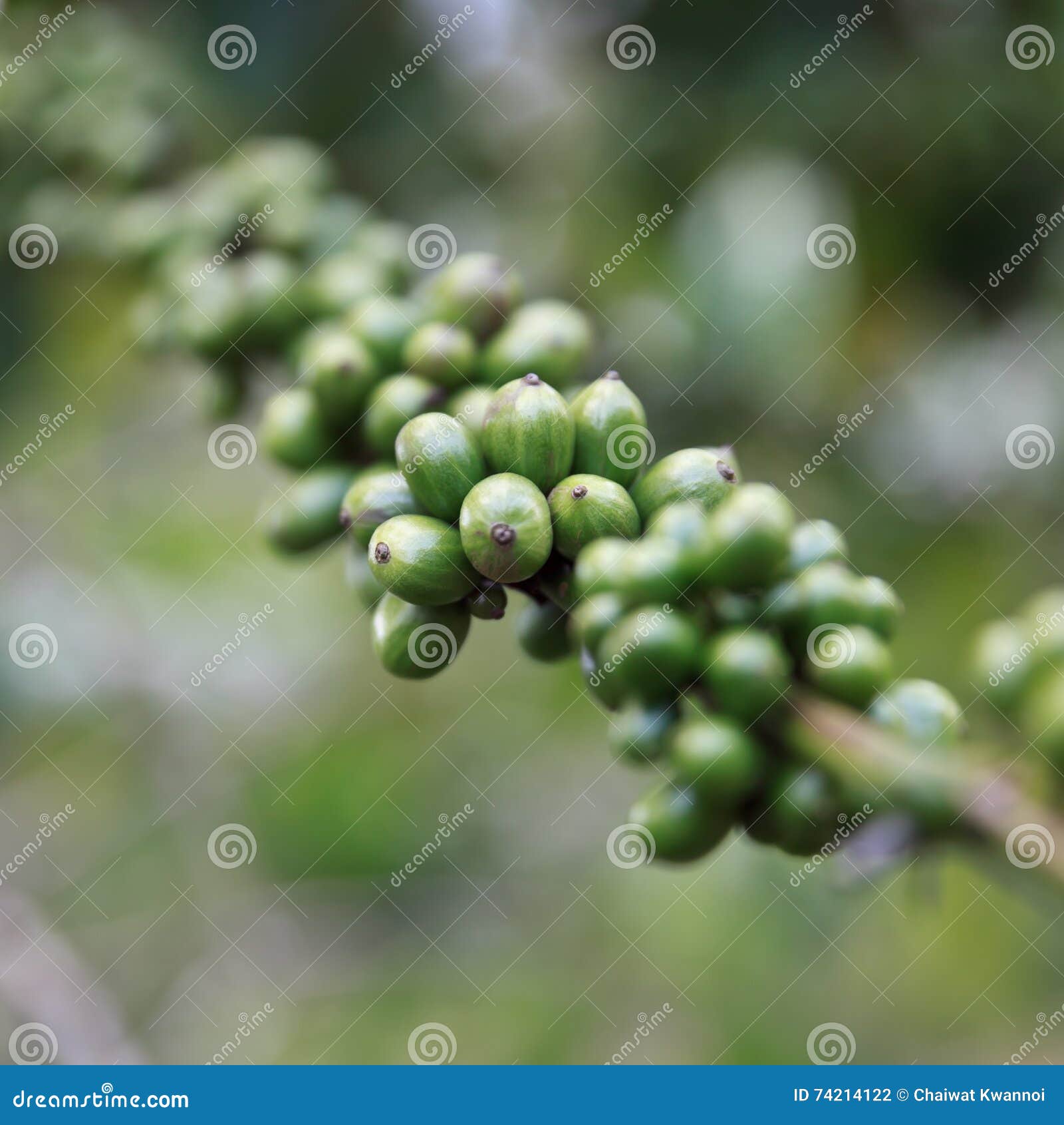 Coffee Tree with Ripe Berries Stock Photo - Image of cultivate, harvest ...