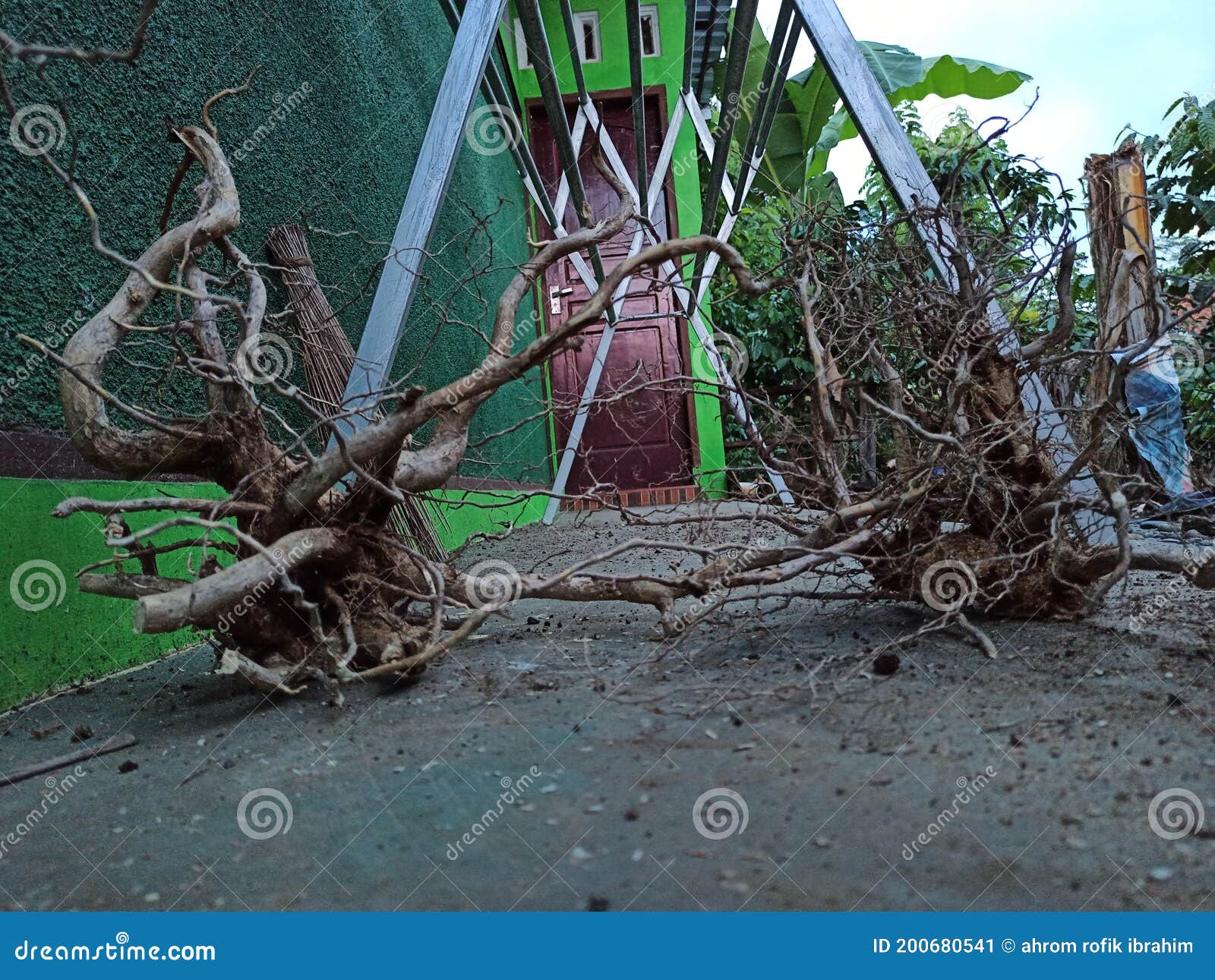 Coffee Tree Root for Aquarium Aquascape Stock Image - Image of root ...