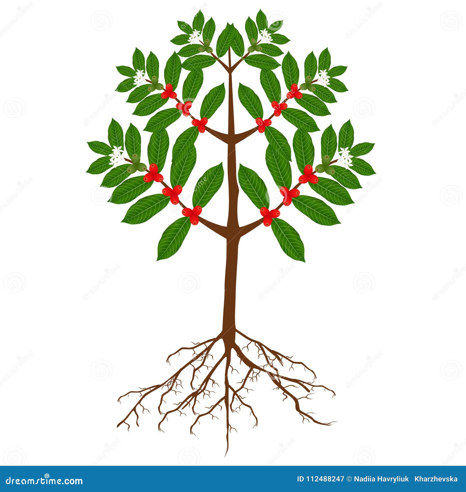 Coffee Tree with Roots, Berries and Flowers on a White Background ...