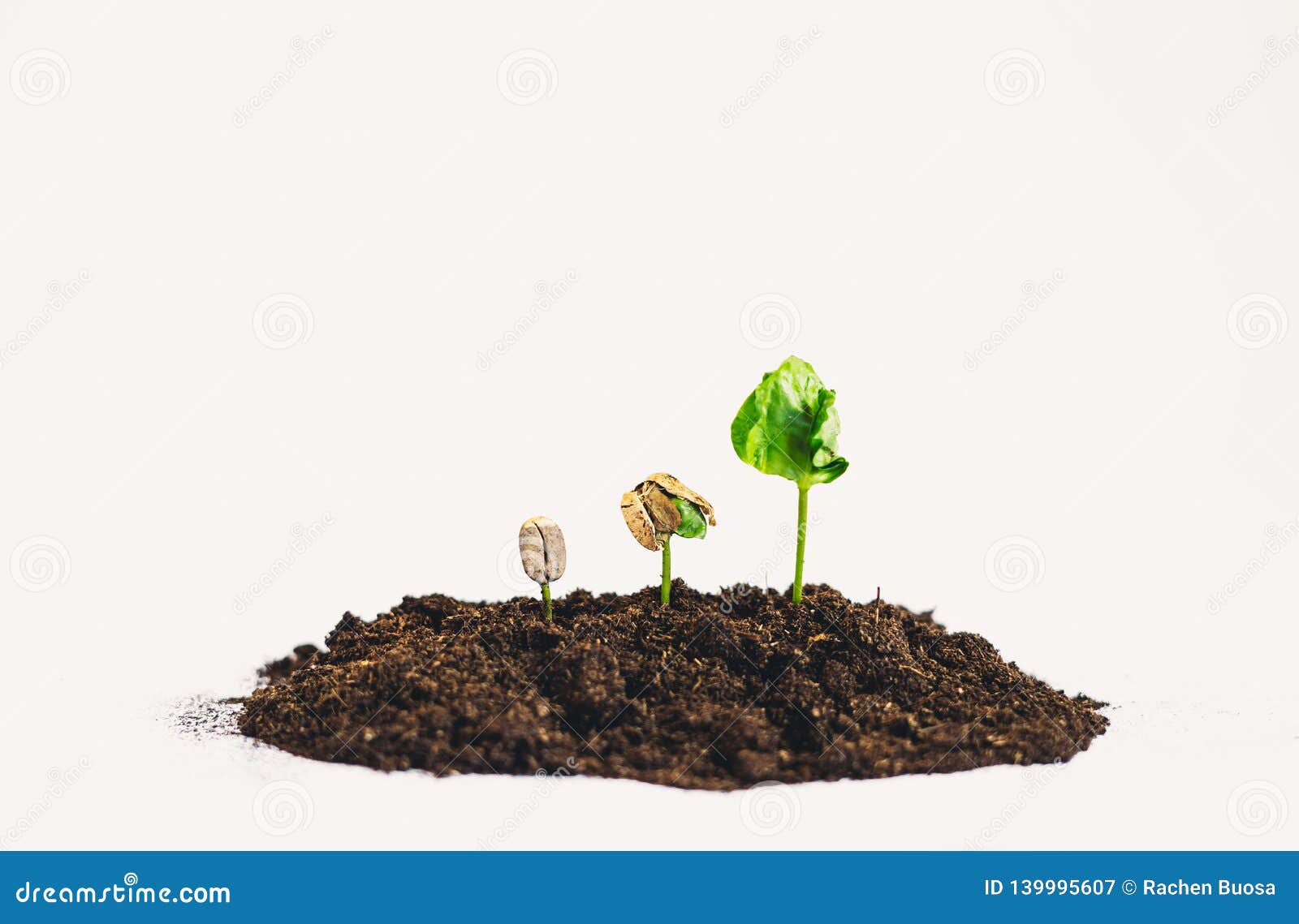 Coffee Tree Seedling Growth Isolate Growing Coffee Seeds Stock Image ...