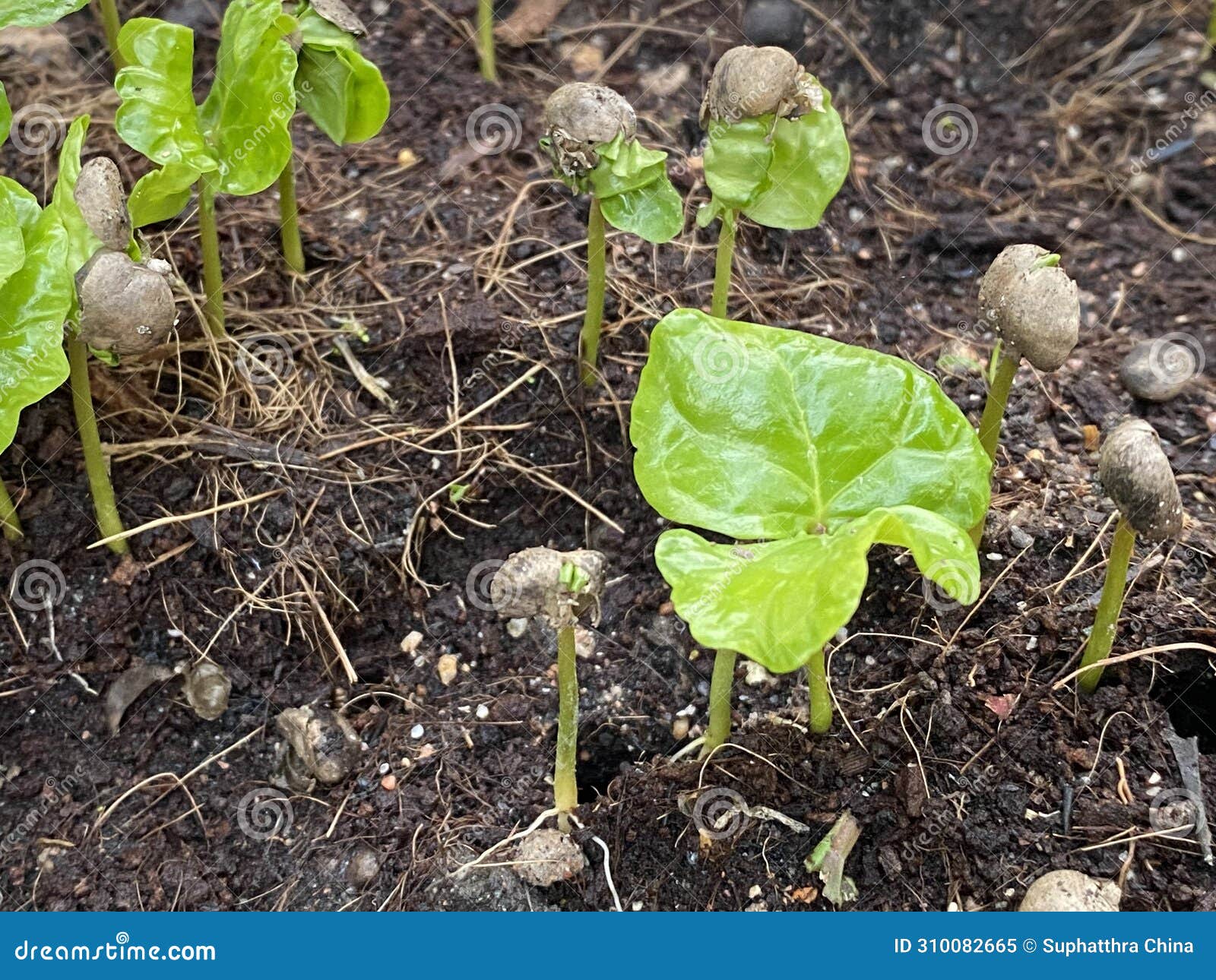 Coffee Tree Seedling Growth Stock Image - Image of drink, coffee: 310082665