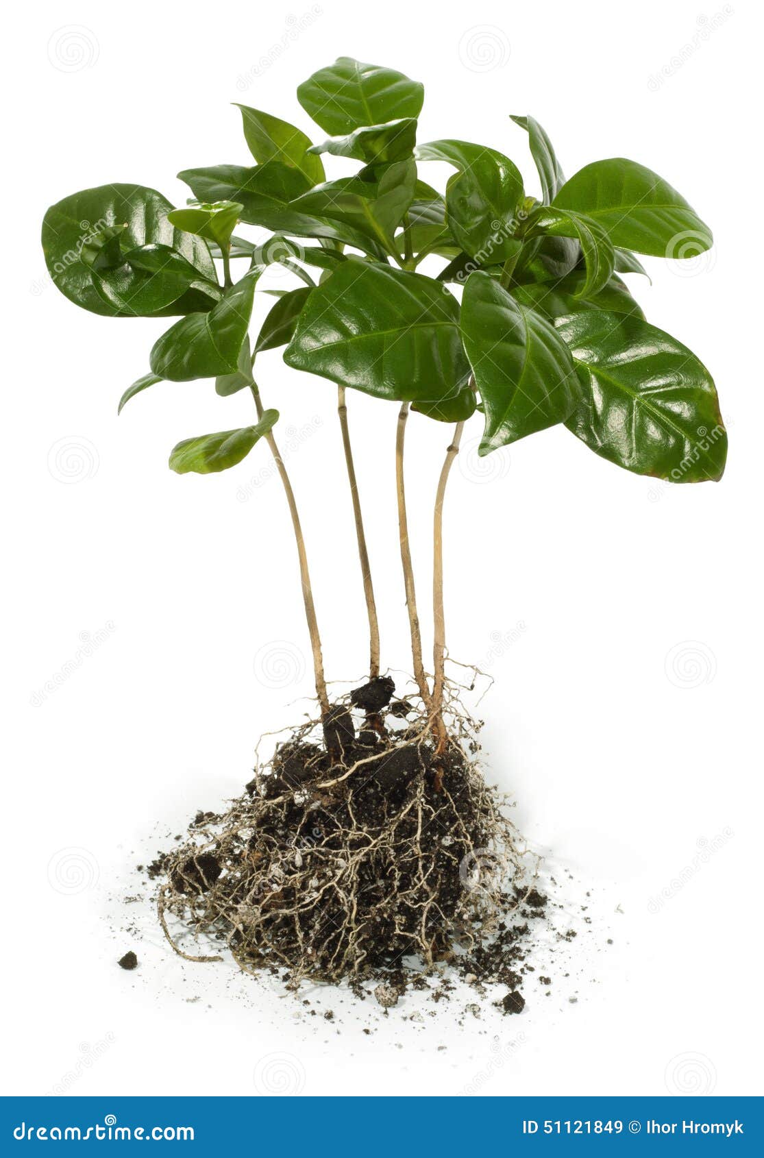 Coffee Tree seedlings stock image. Image of soil, arabica - 51121849