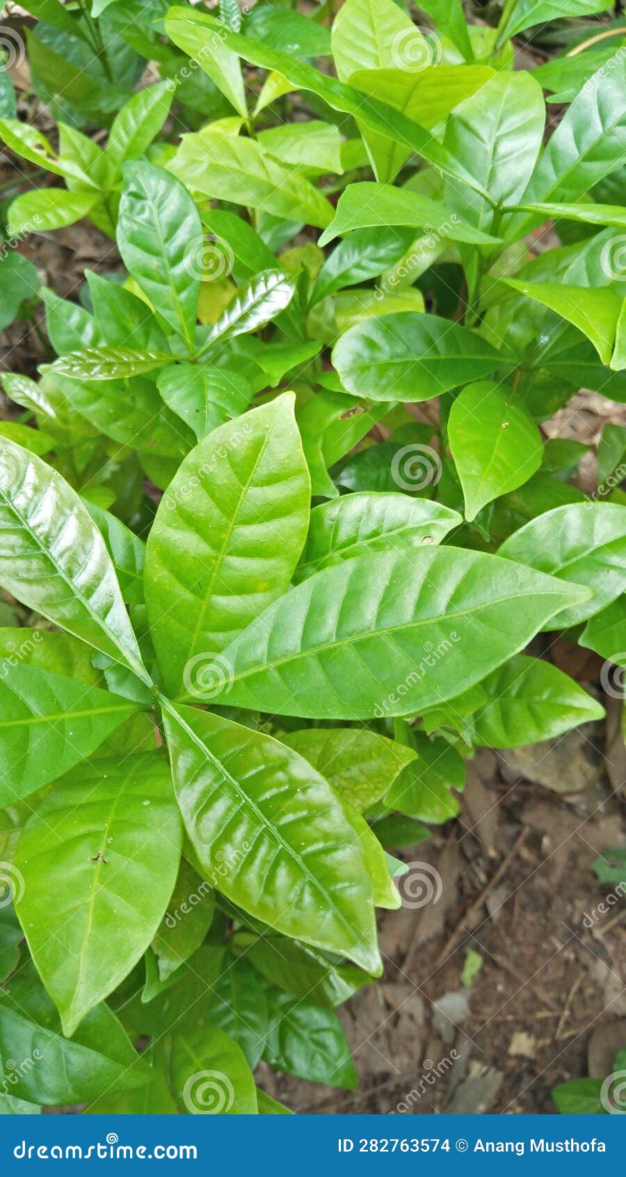 Coffee Tree Seedlings are Starting To Grow Stock Photo - Image of ...