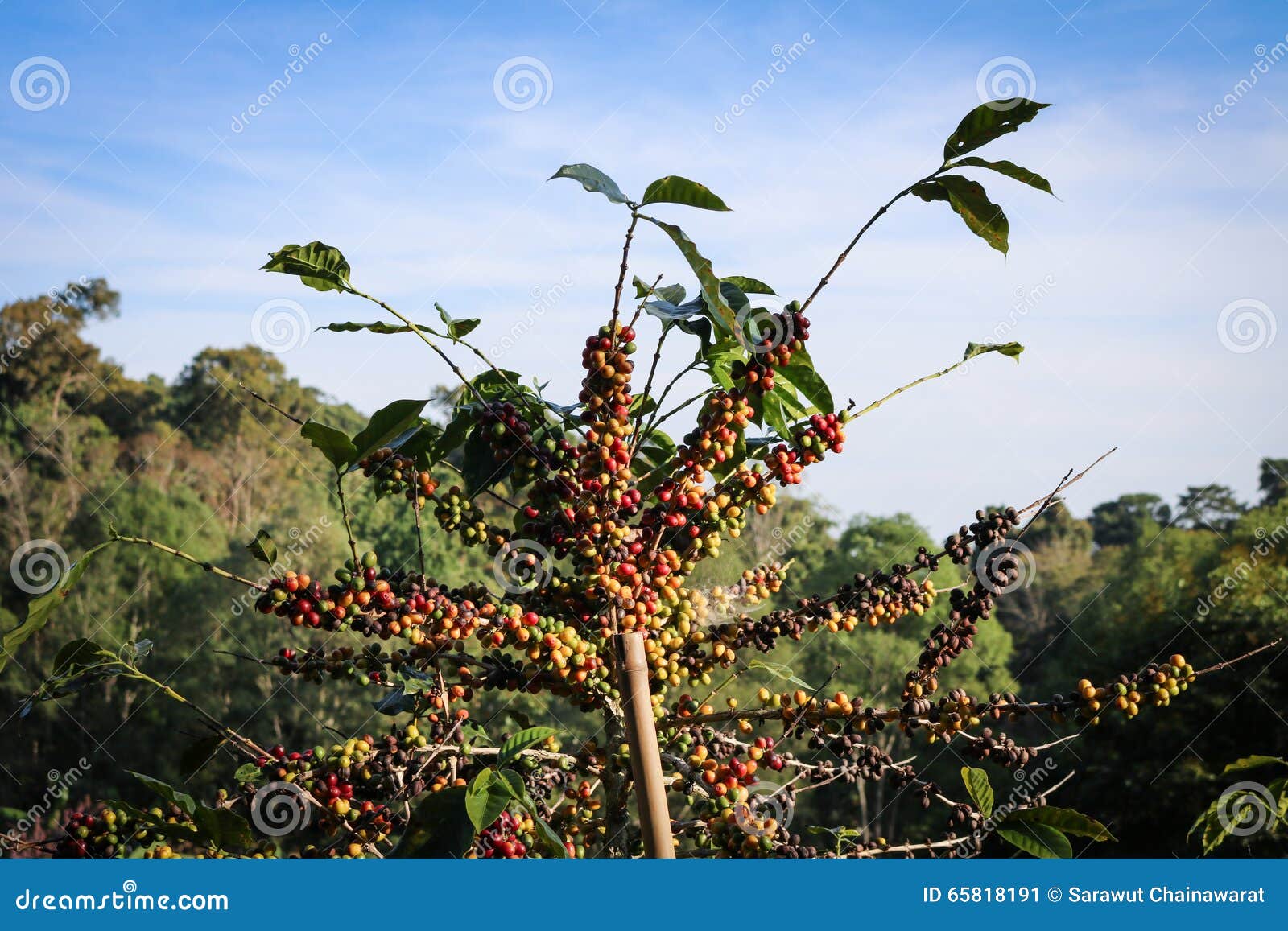Coffee tree with sky stock image. Image of seed, plant - 65818191
