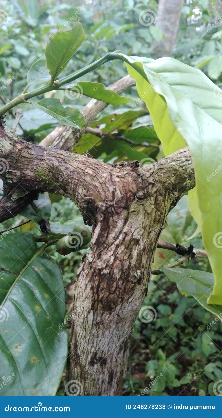 Coffee tree trunk stock photo. Image of mushrooms, fresh - 248278238