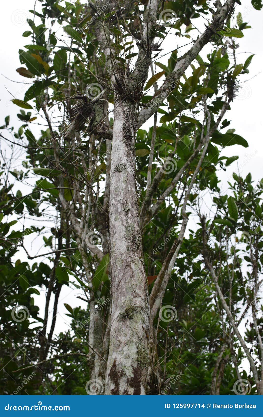 Coffee Tree Trunks Grown in a Forested Land. Stock Photo - Image of ...