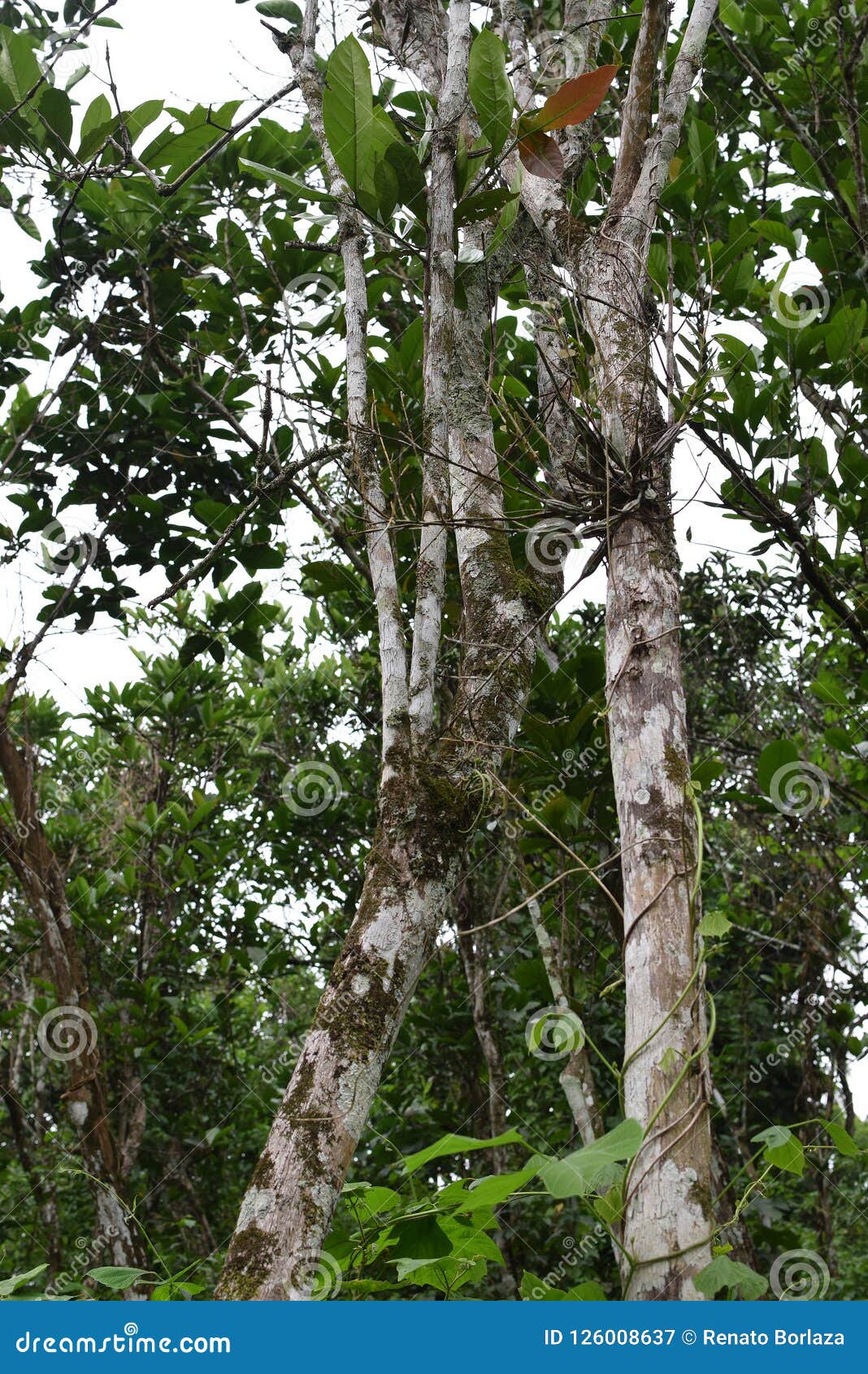 Coffee Tree Trunks Grown in a Forested Land. Stock Image - Image of ...