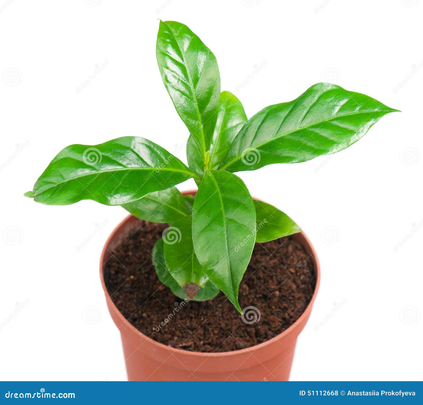Coffee tree stock photo. Image of foliage, branch, nature - 51112668