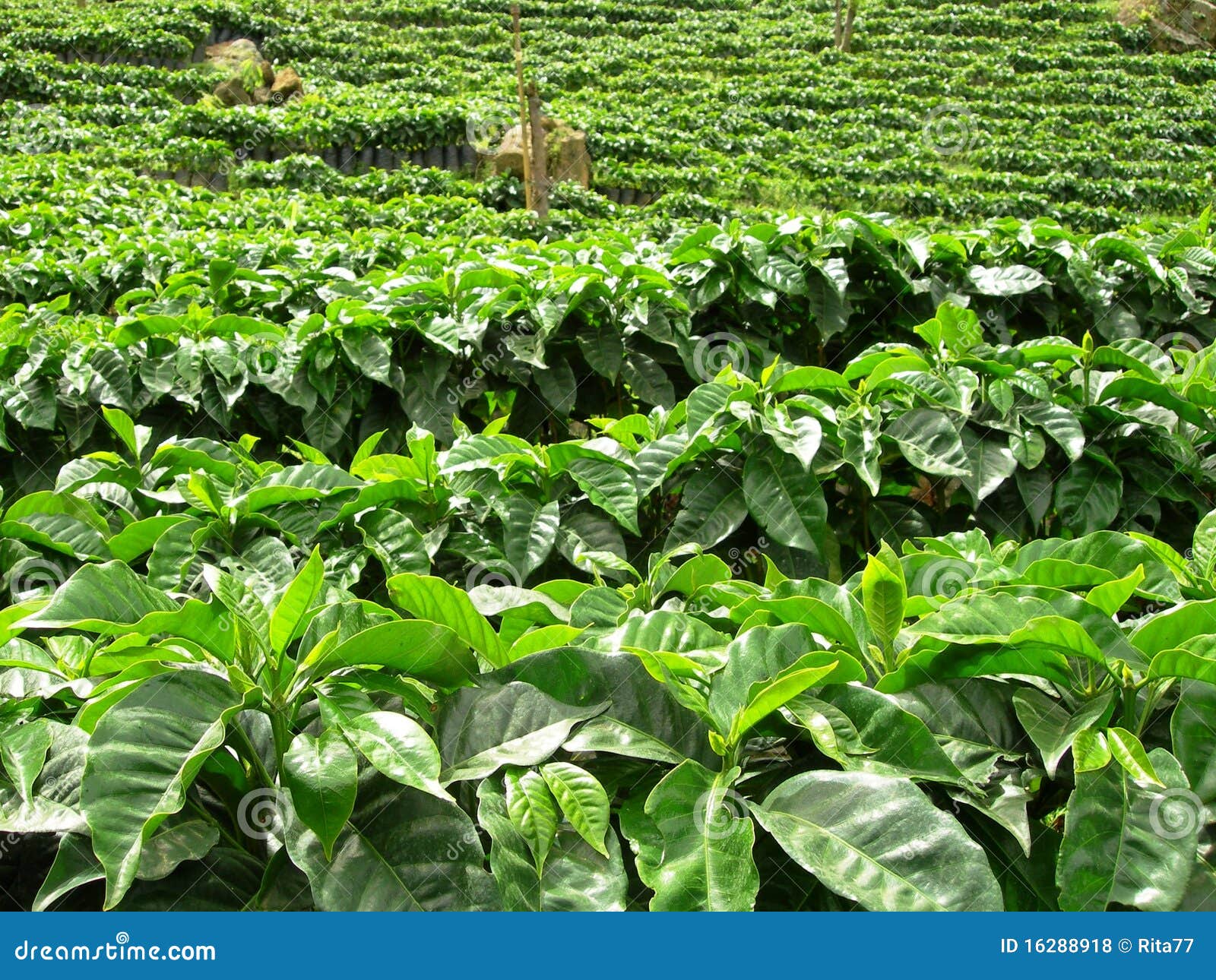 Coffee Trees stock photo. Image of basket, process, fruits - 16288918