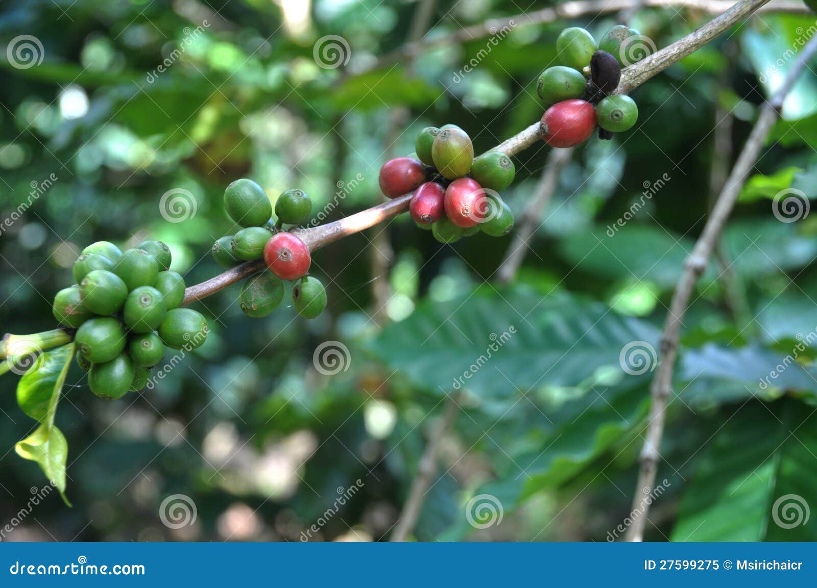 Coffee trees. stock image. Image of java, coffee, plantation - 27599275