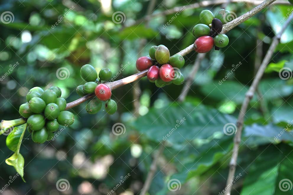 Coffee trees. stock image. Image of java, coffee, plantation - 27599275