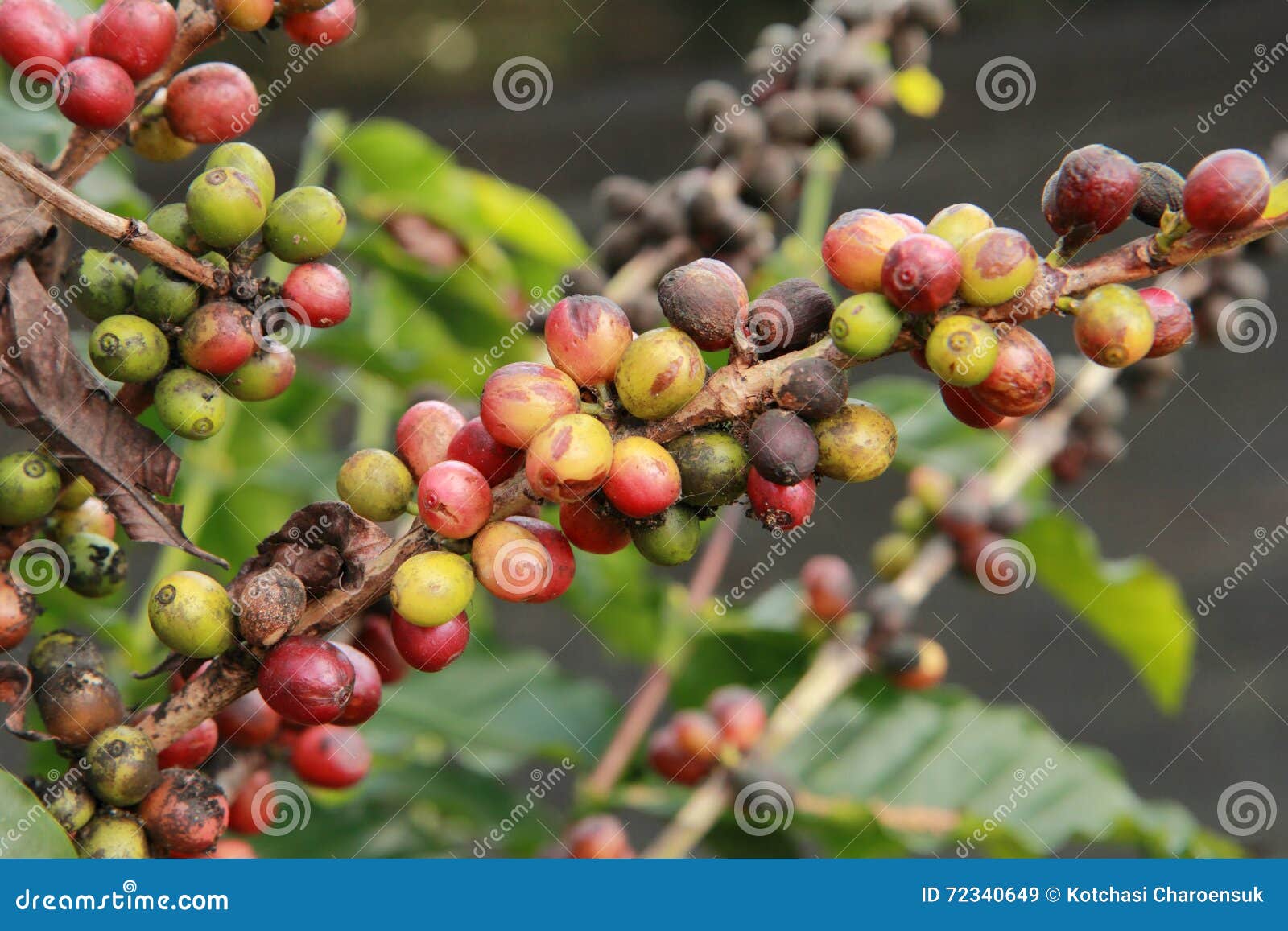 Coffee trees stock image. Image of berry, caffeine, ecology - 72340649