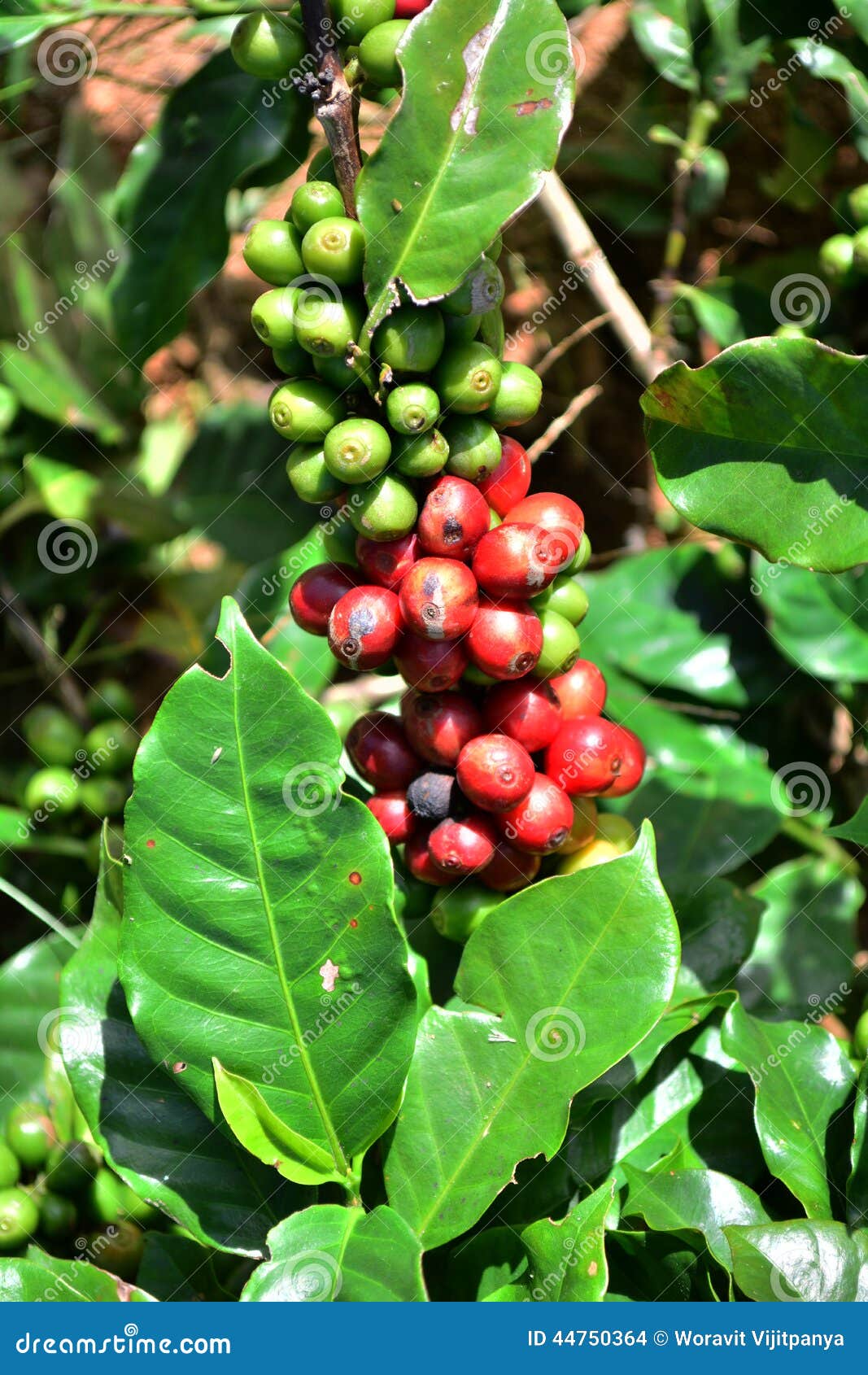 Coffee trees in garden stock photo. Image of organic - 44750364