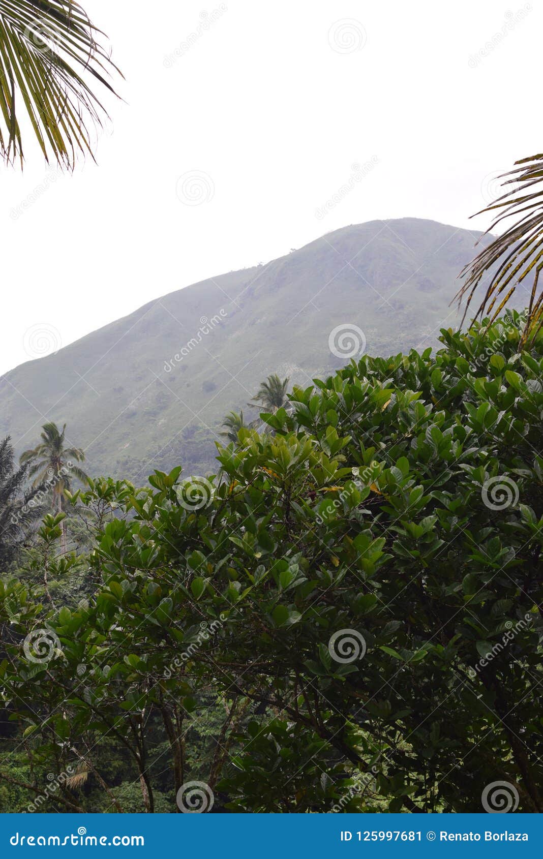 Coffee Trees Grown at the Foot of Deforested Mountain Stock Image ...